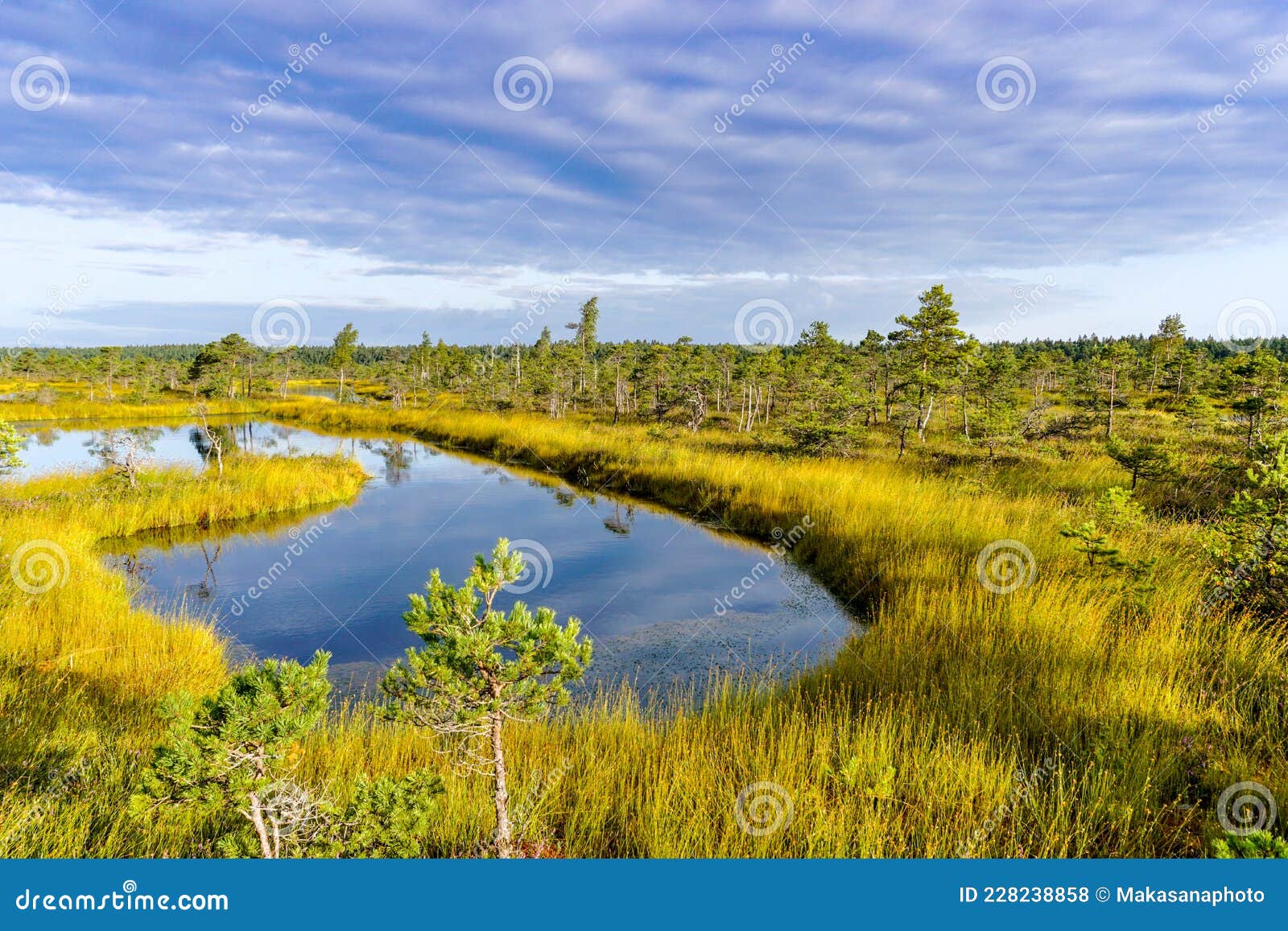 Raised Bog and Marsh Landscape Under an Expressive Sky Stock Photo ...