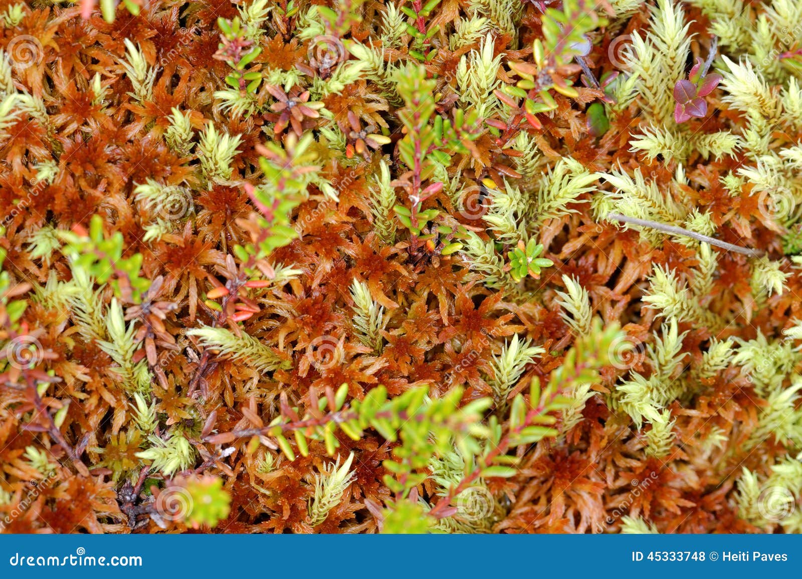 Raised bog stock photo. Image of grain, moor, muskeg - 45333748