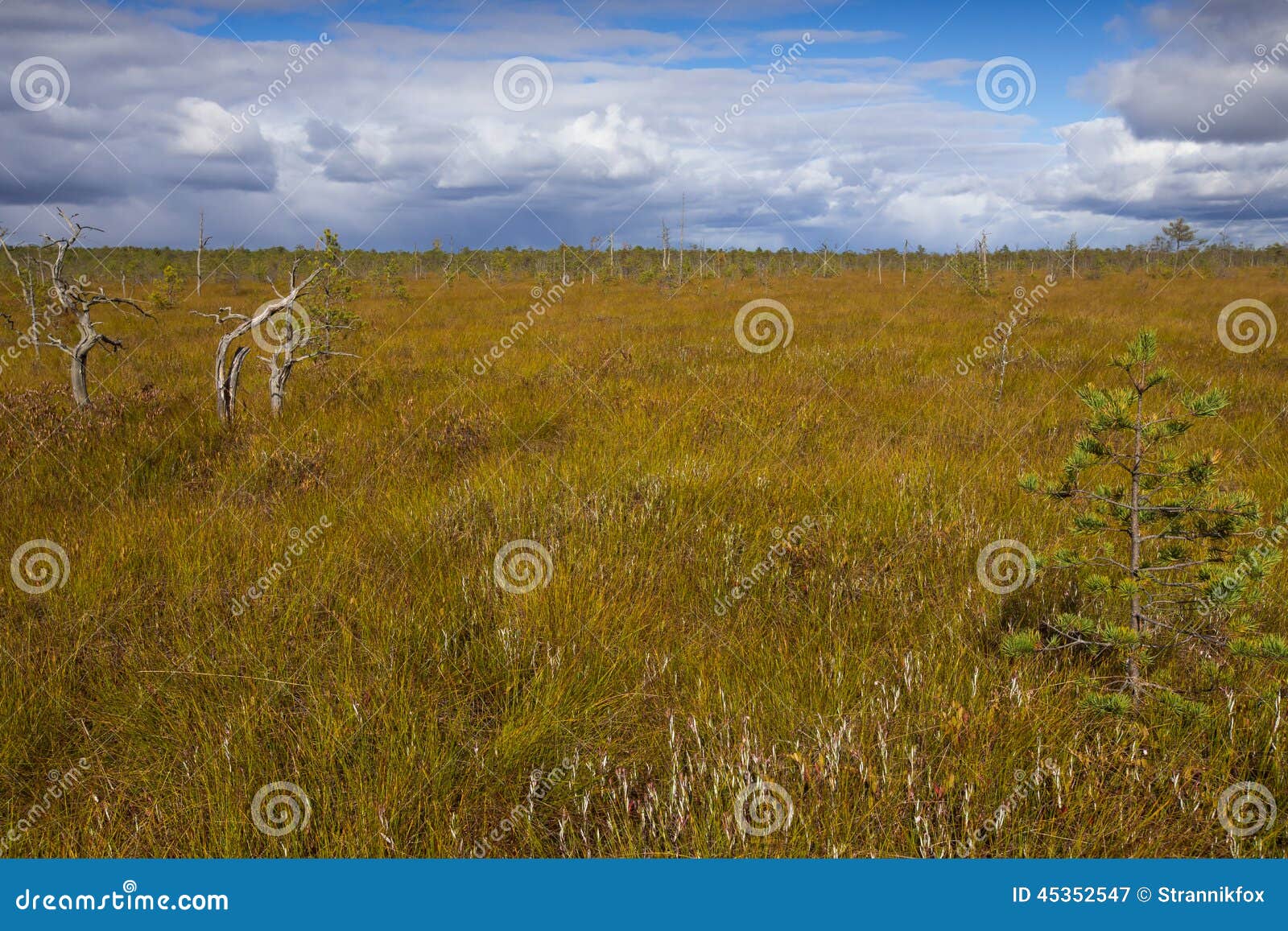 Raised Bog with Rare Pine Trees Stock Image - Image of blue, nature ...