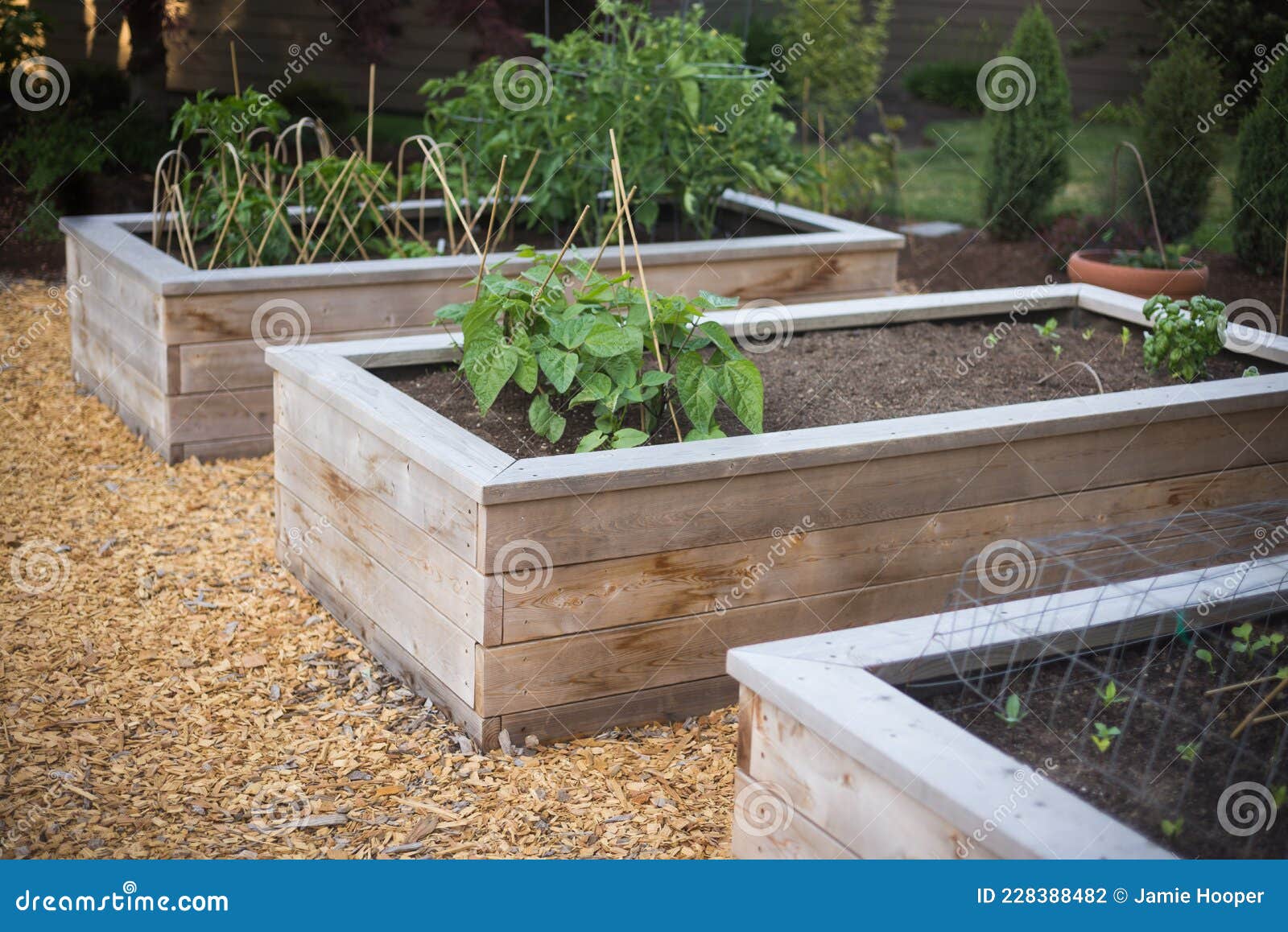 Raised garden beds stock photo. Image of growing, summer - 228388482
