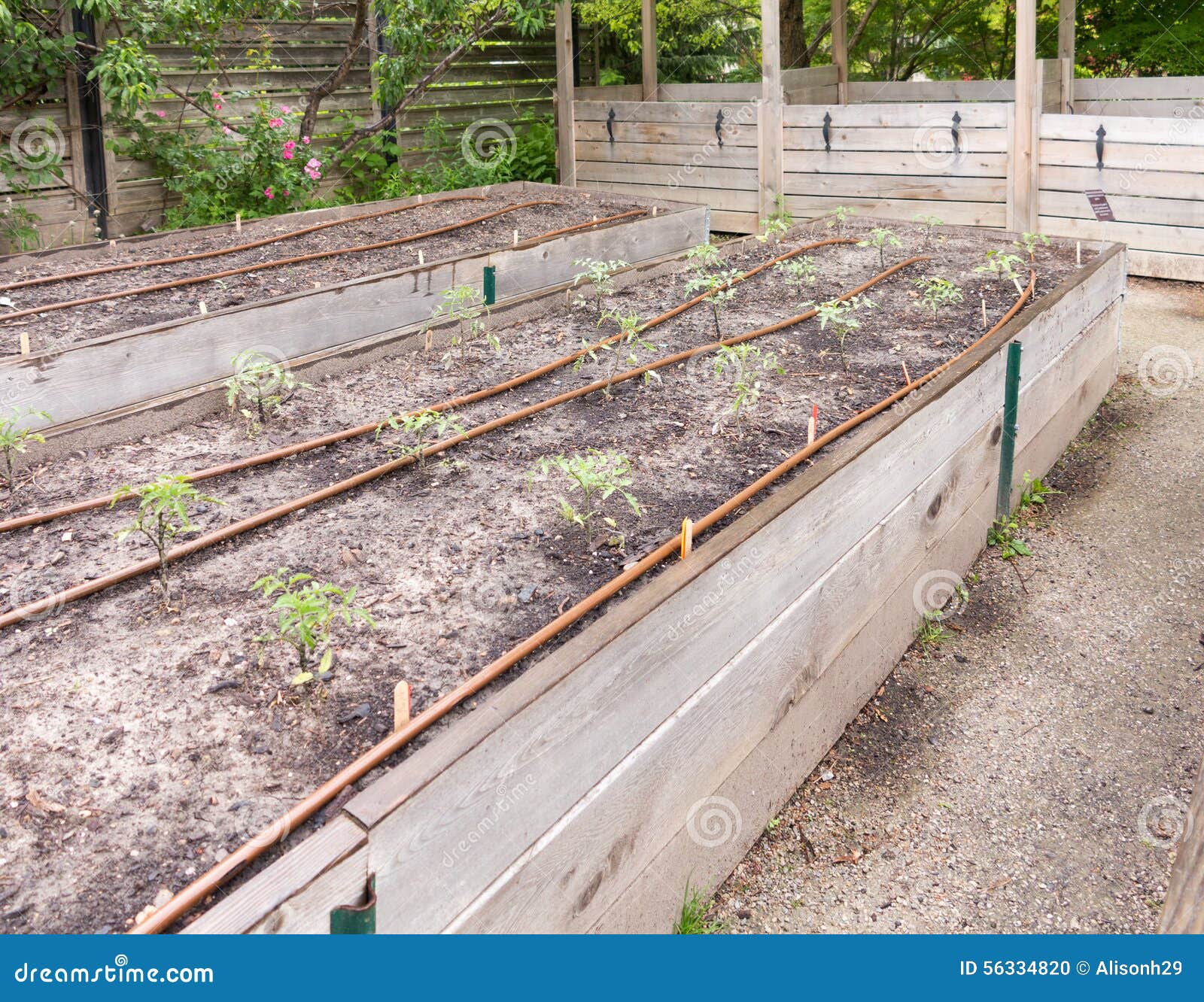 Raised Garden Frames stock photo. Image of raised, soil - 56334820
