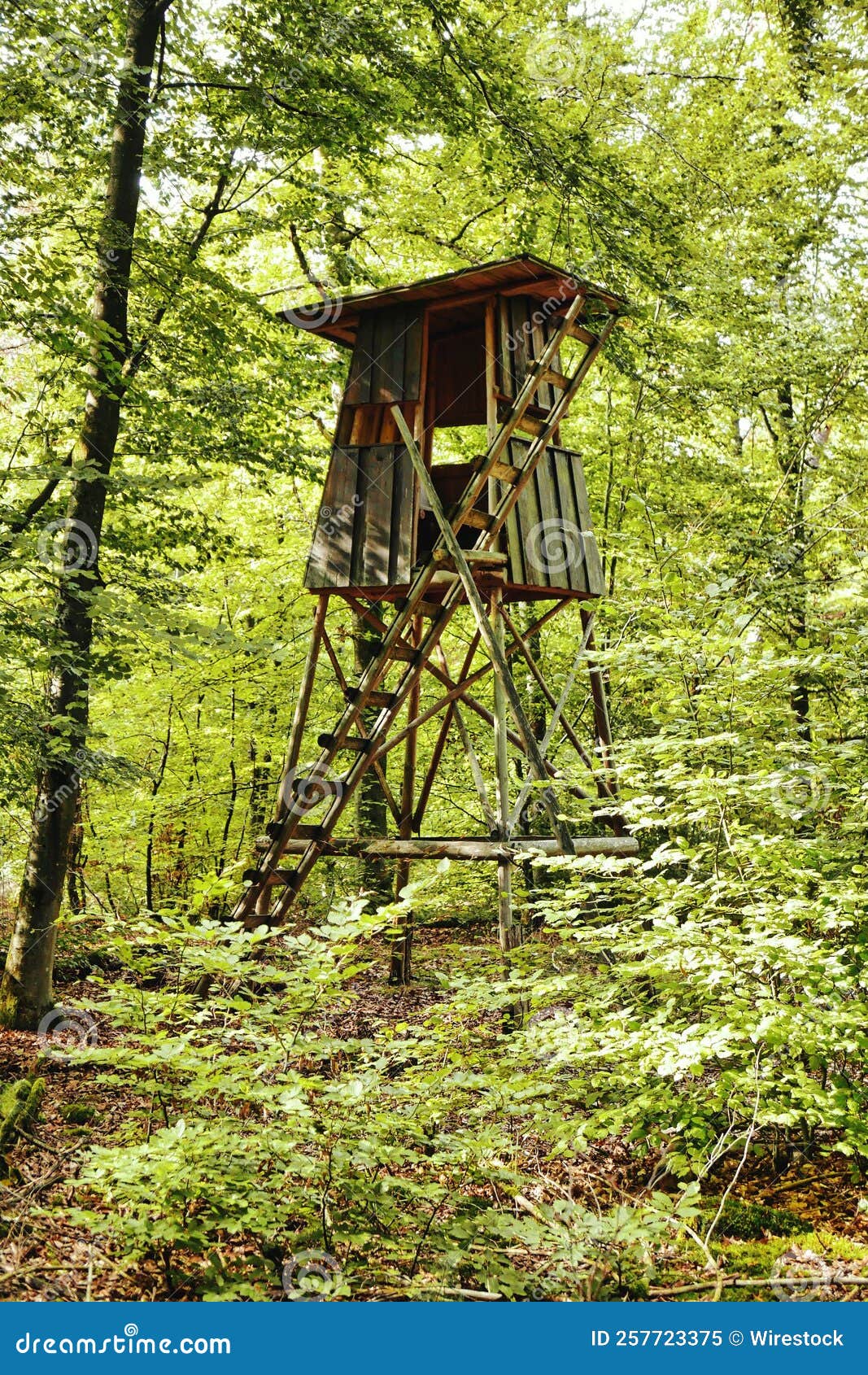 Raised hide in forest stock image. Image of hunting - 257723375