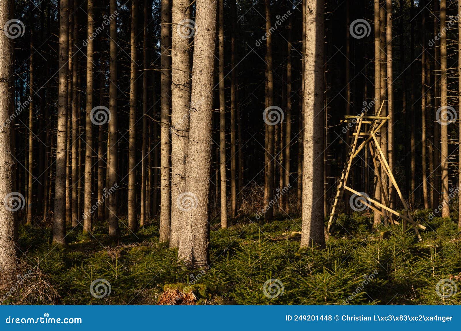 A Raised Hide and Trees at the Edge of the Forest Stock Photo - Image ...