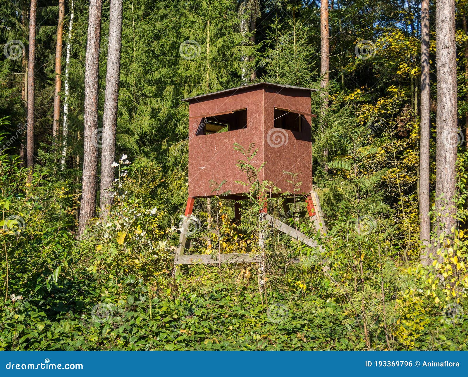 Raised hide in the wood stock photo. Image of animals - 193369796