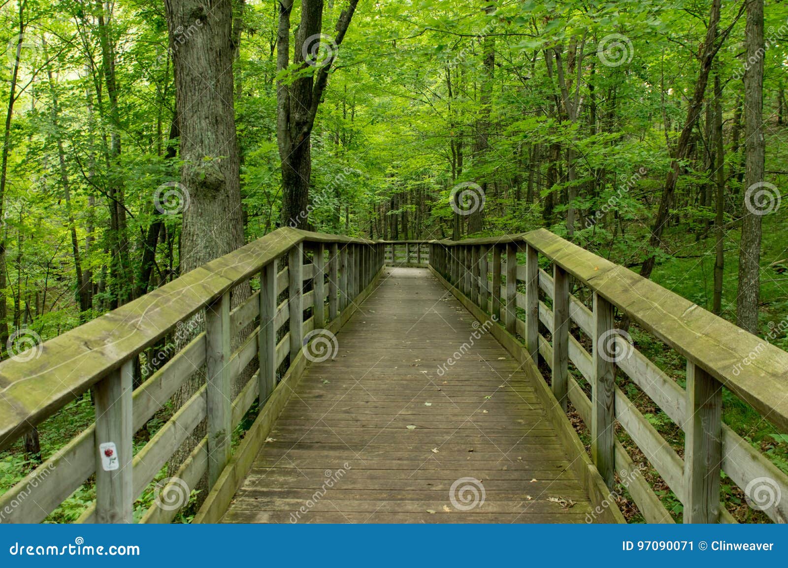 Raised Platform Walkway in Forest Stock Image - Image of walkway ...