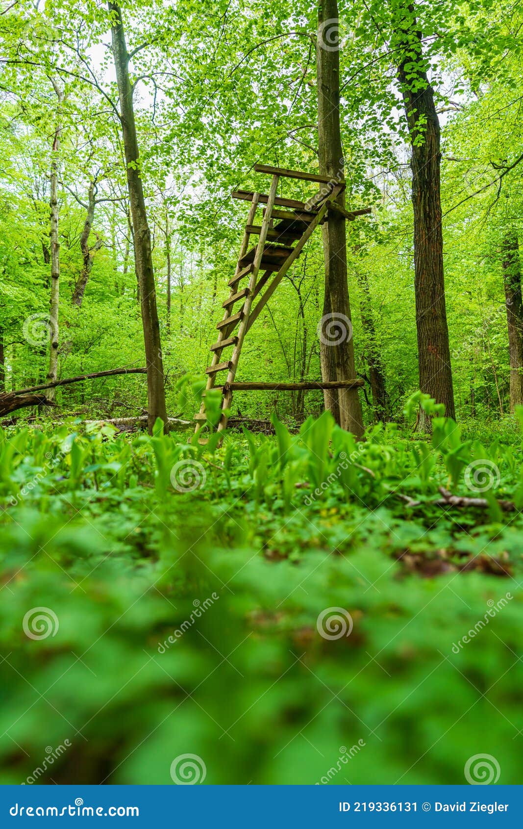 Raised Stand in a Natural Green Forest in Germany Stock Image - Image ...