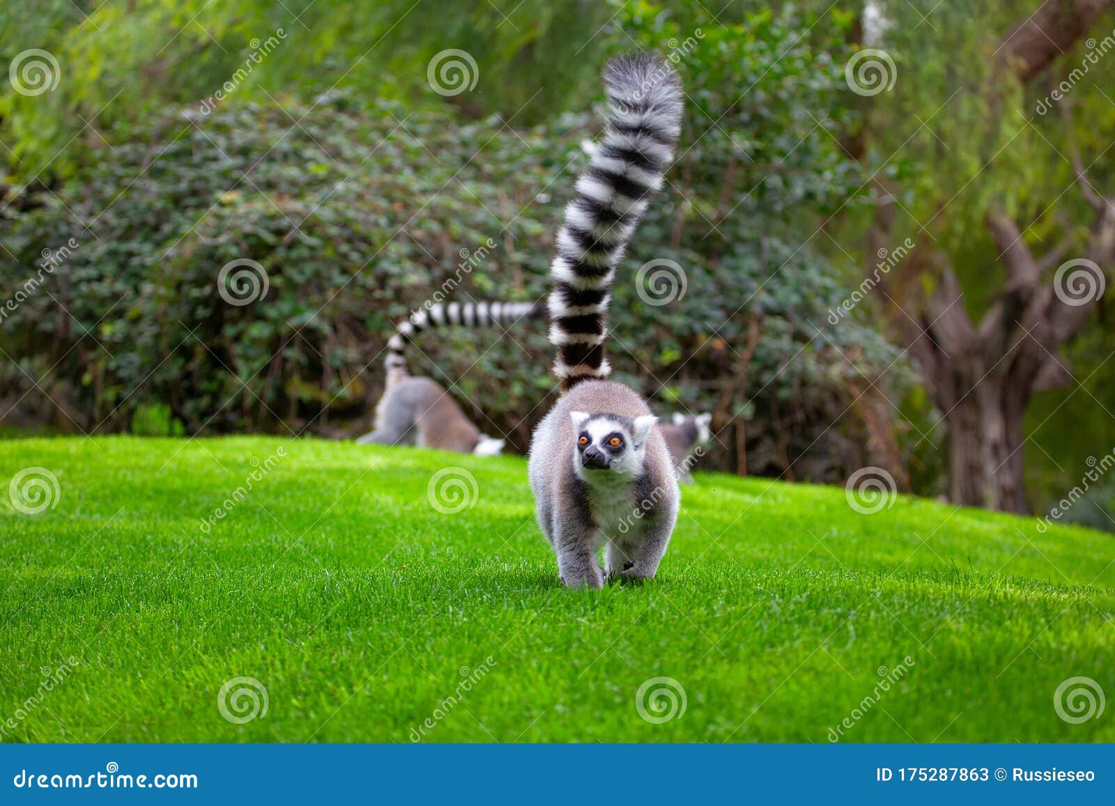 Dog With Raised Tail. Back Of The Dog With A Visible Rump Royalty-Free ...