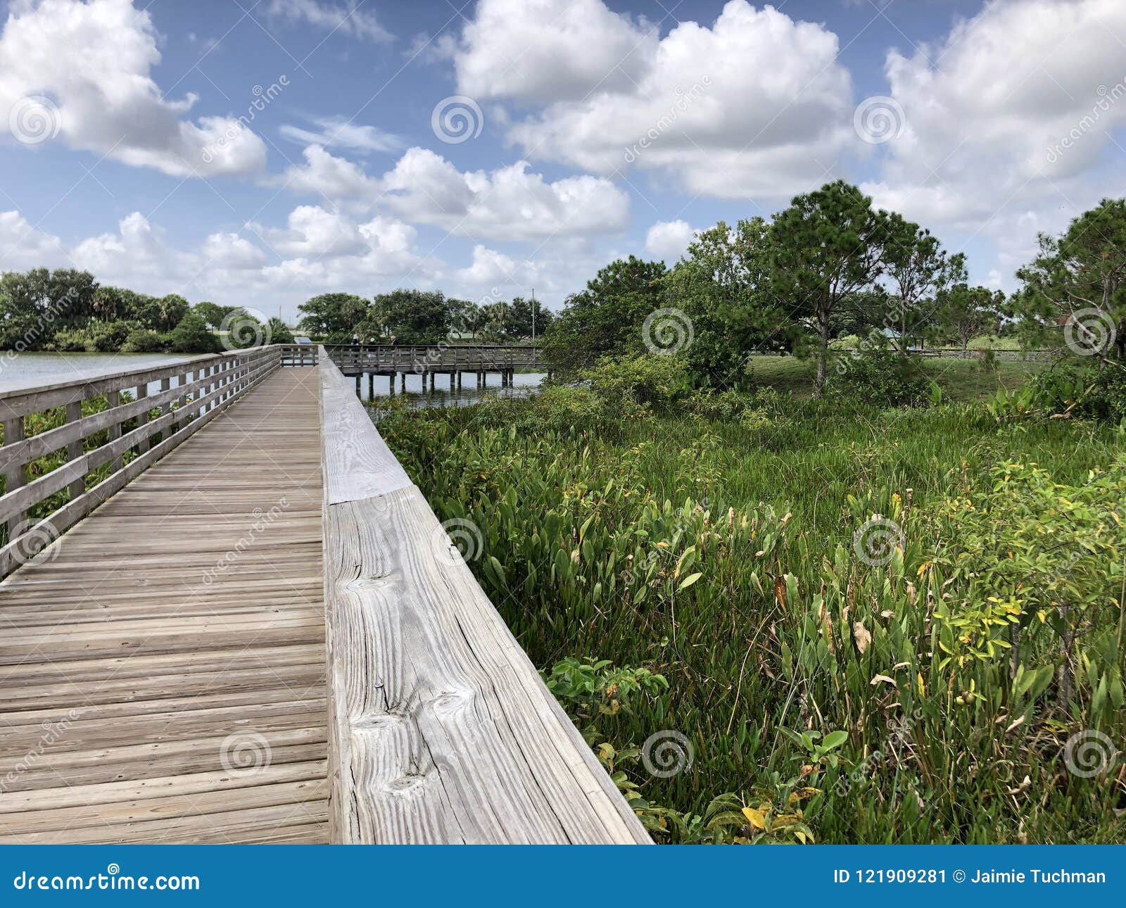 Raised Walking Path in a Swamp Stock Image - Image of beautiful ...