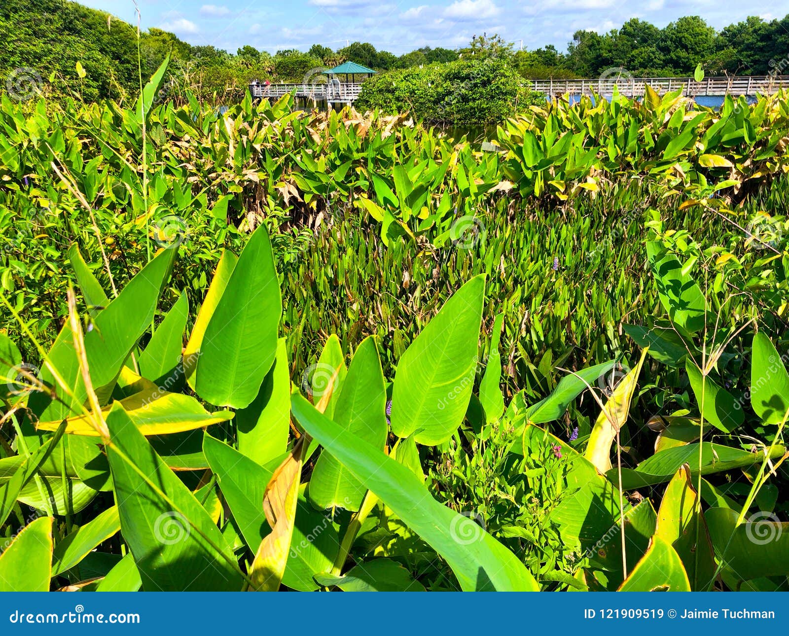 Raised Walking Path in a Swamp Stock Image - Image of area, green ...