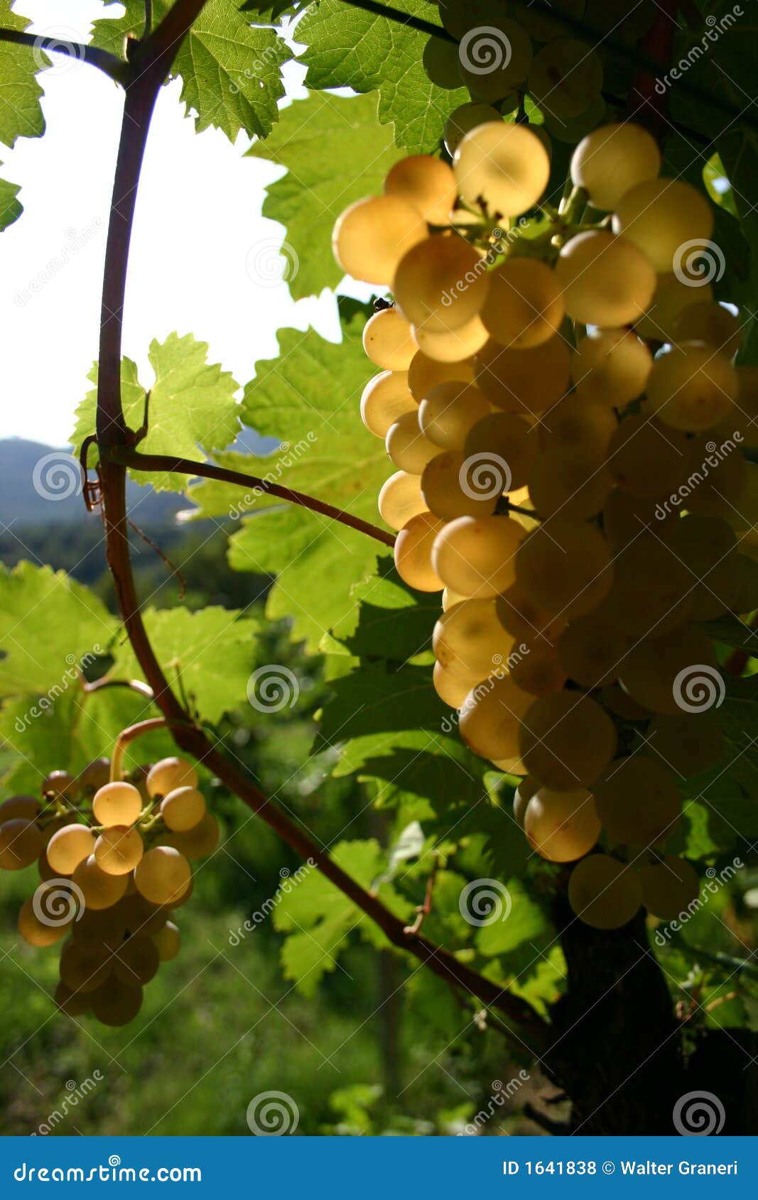 Raisin photo stock. Image du administrateur, blanc, italien - 1641838