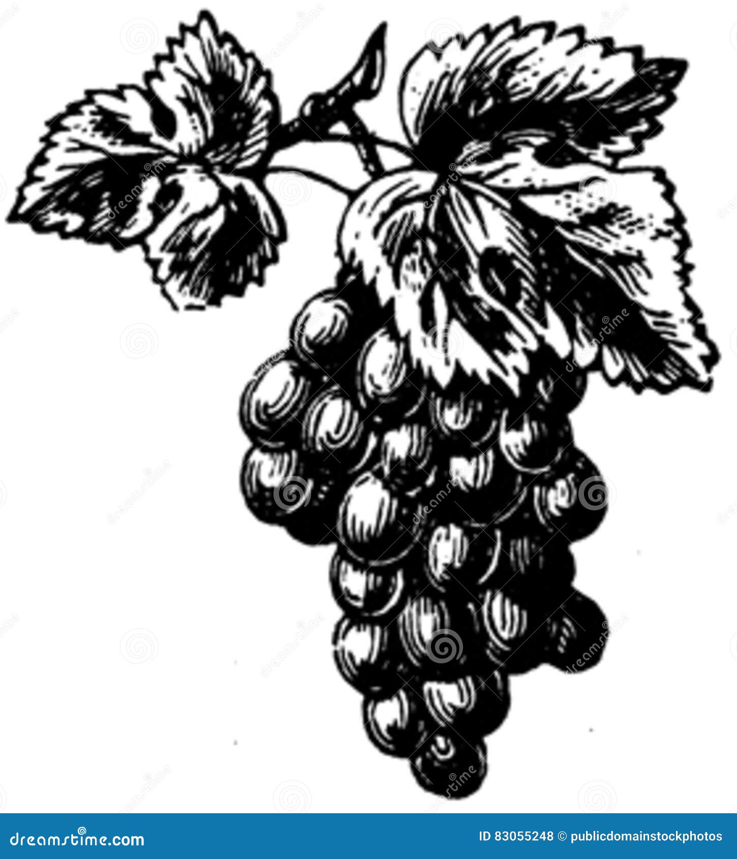 Raisin-010 Picture. Image: 83055248