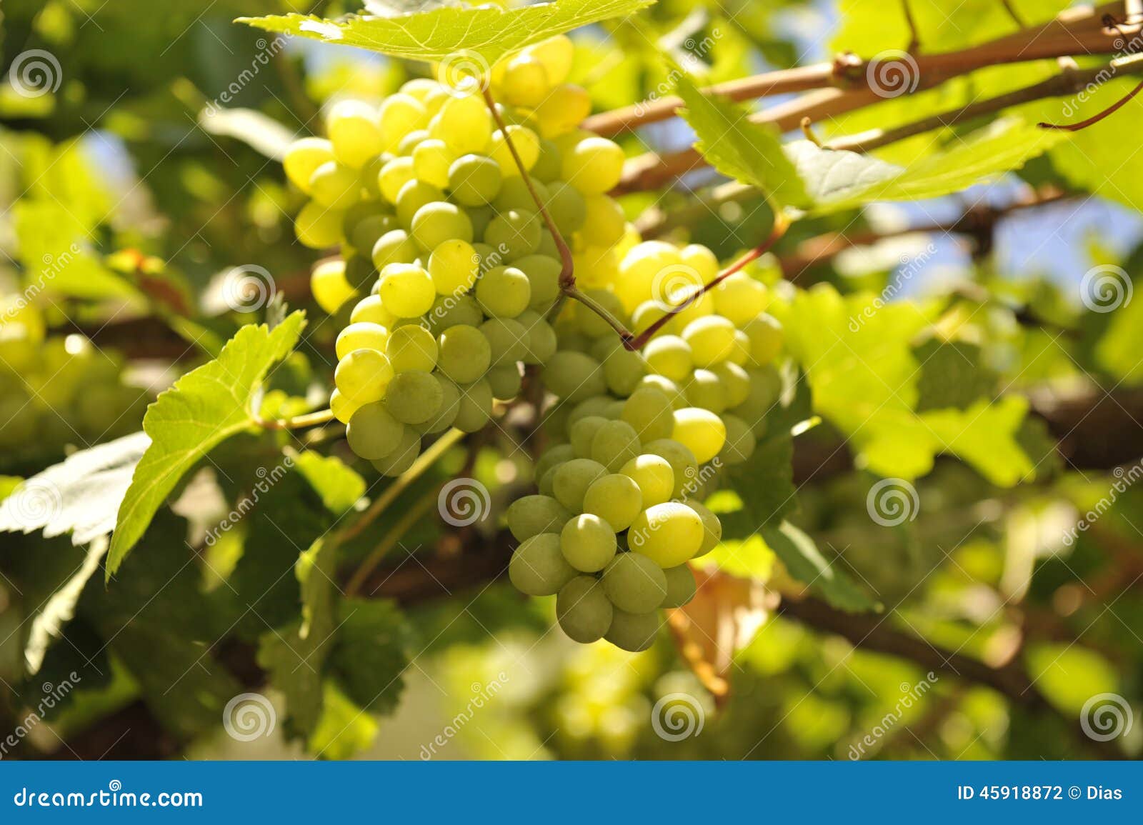 Raisin blanc photo stock. Image du automne, moisson, boisson - 45918872