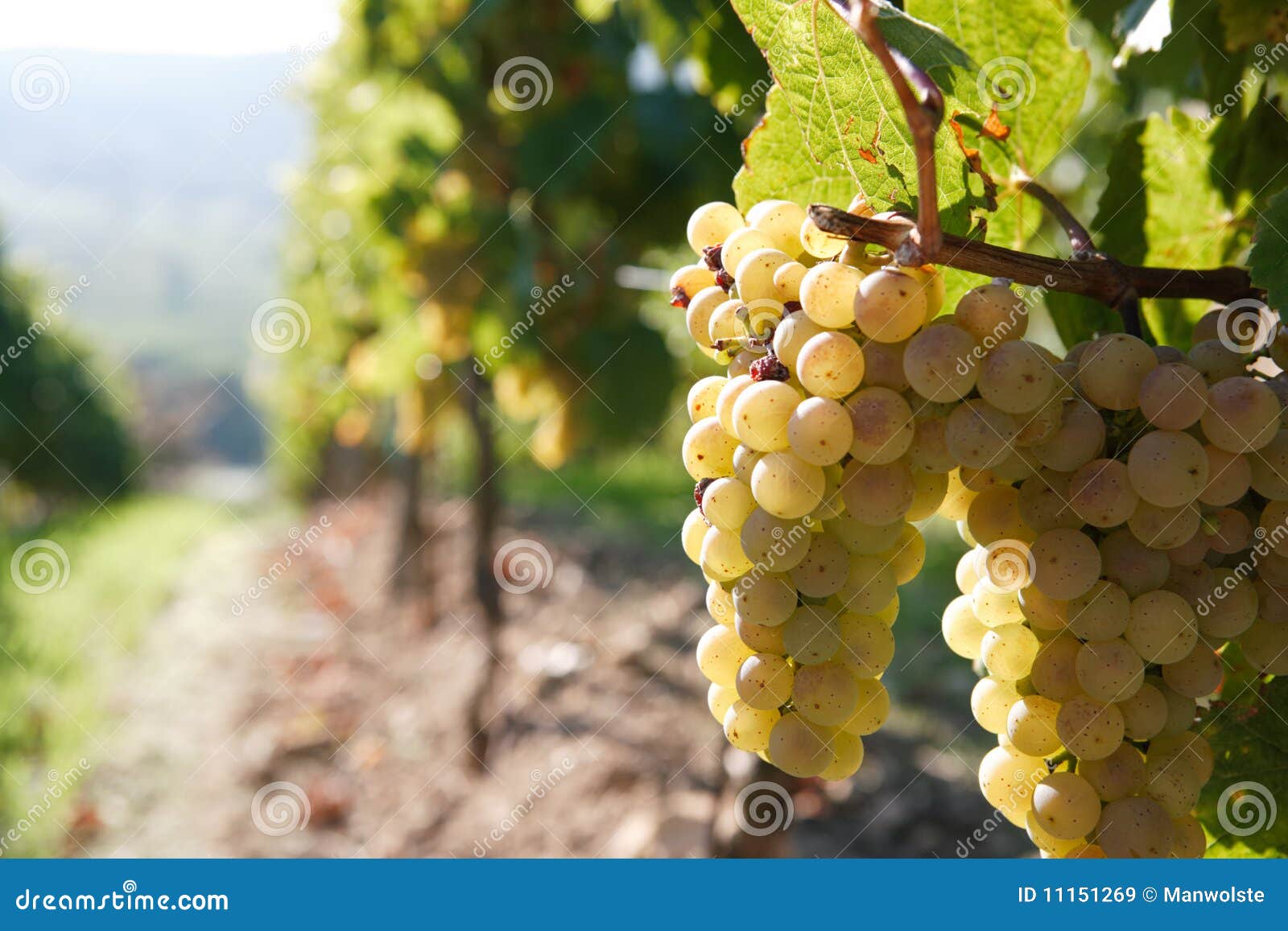 Raisin blanc sur la vigne image stock. Image du extérieur - 11151269