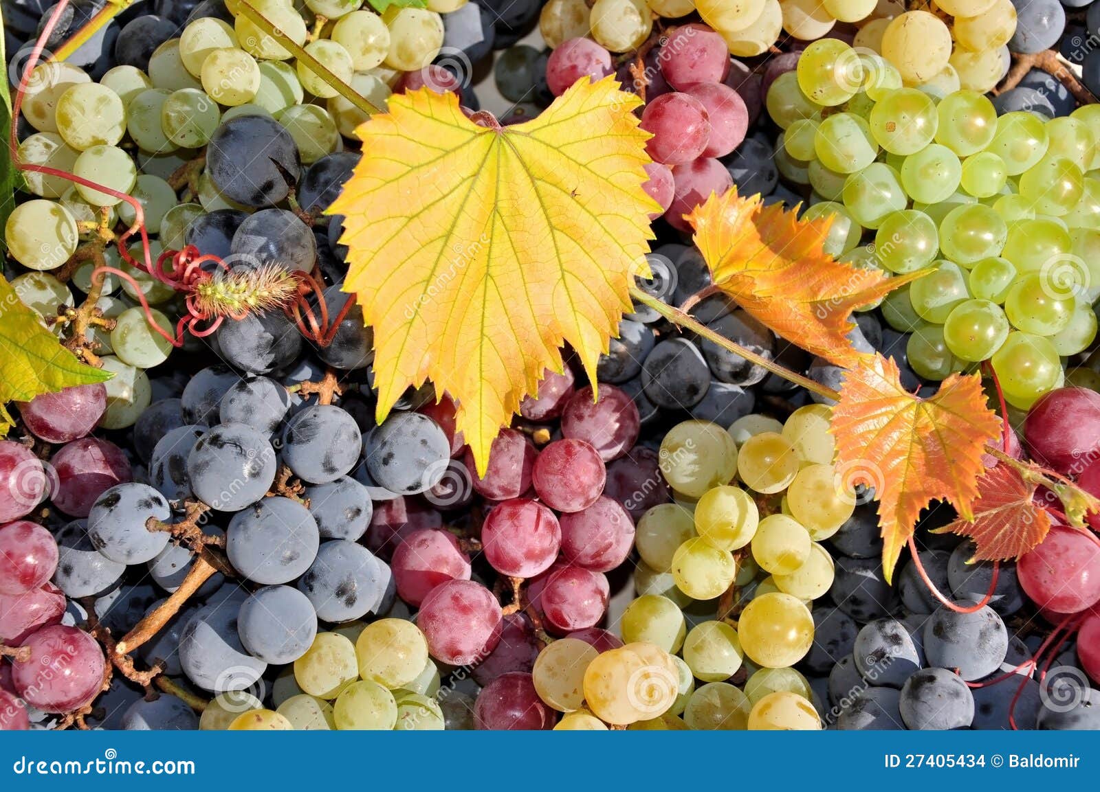 Raisin De Cuve Blanc, Rouge Et Noir Photo stock - Image du jaune, cire ...