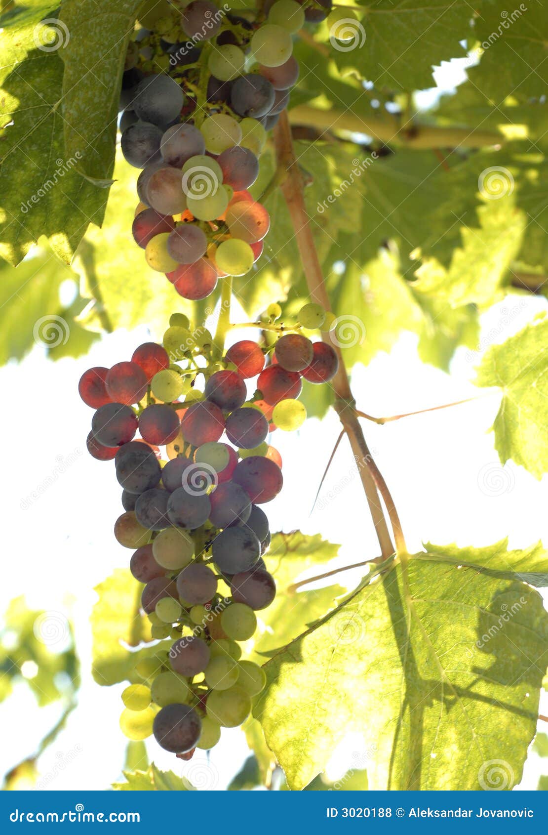 Raisin de vigne photo stock. Image du branchement, italien - 3020188