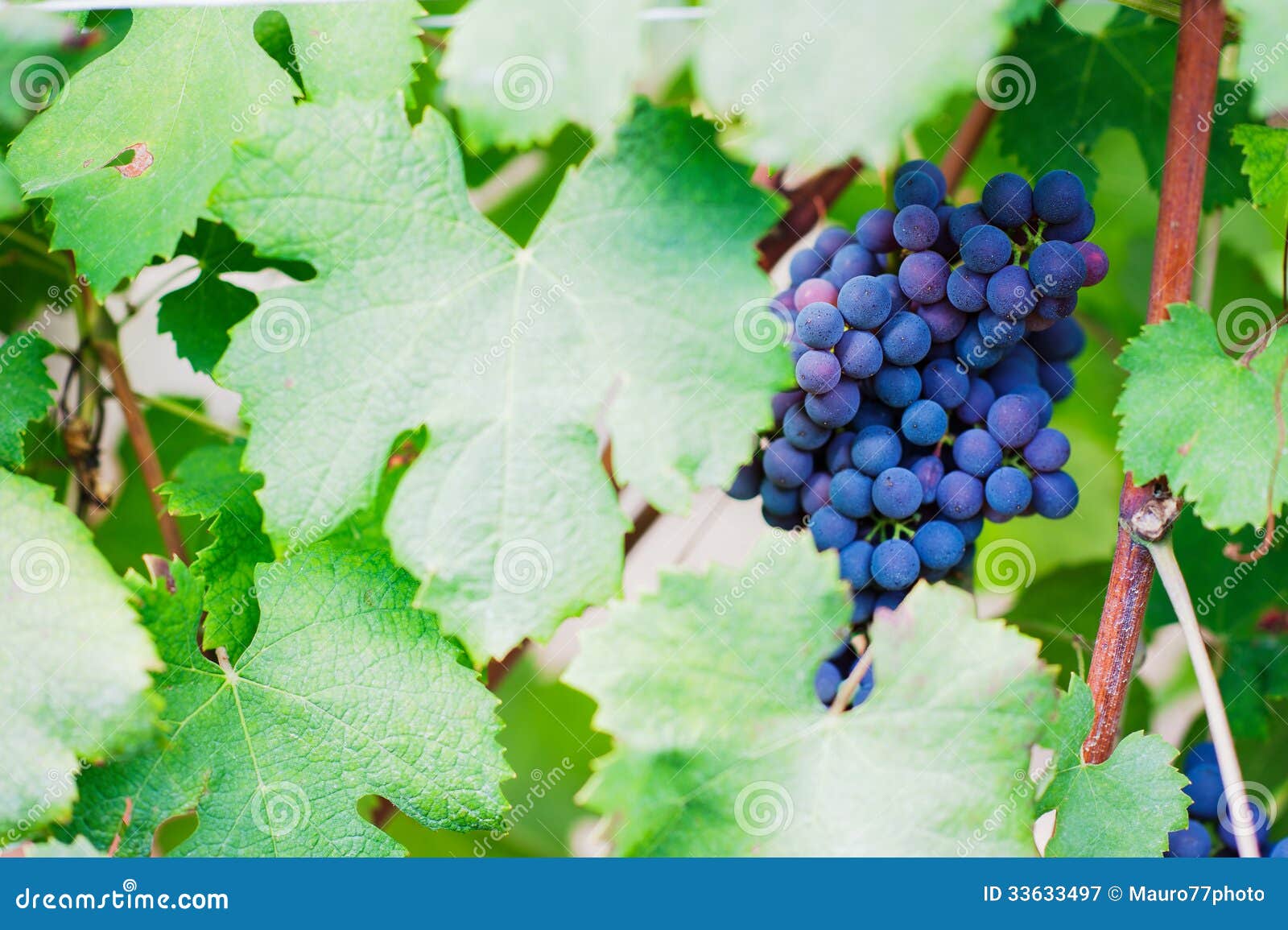 Raisin de vin rouge image stock. Image du rouge, lames - 33633497