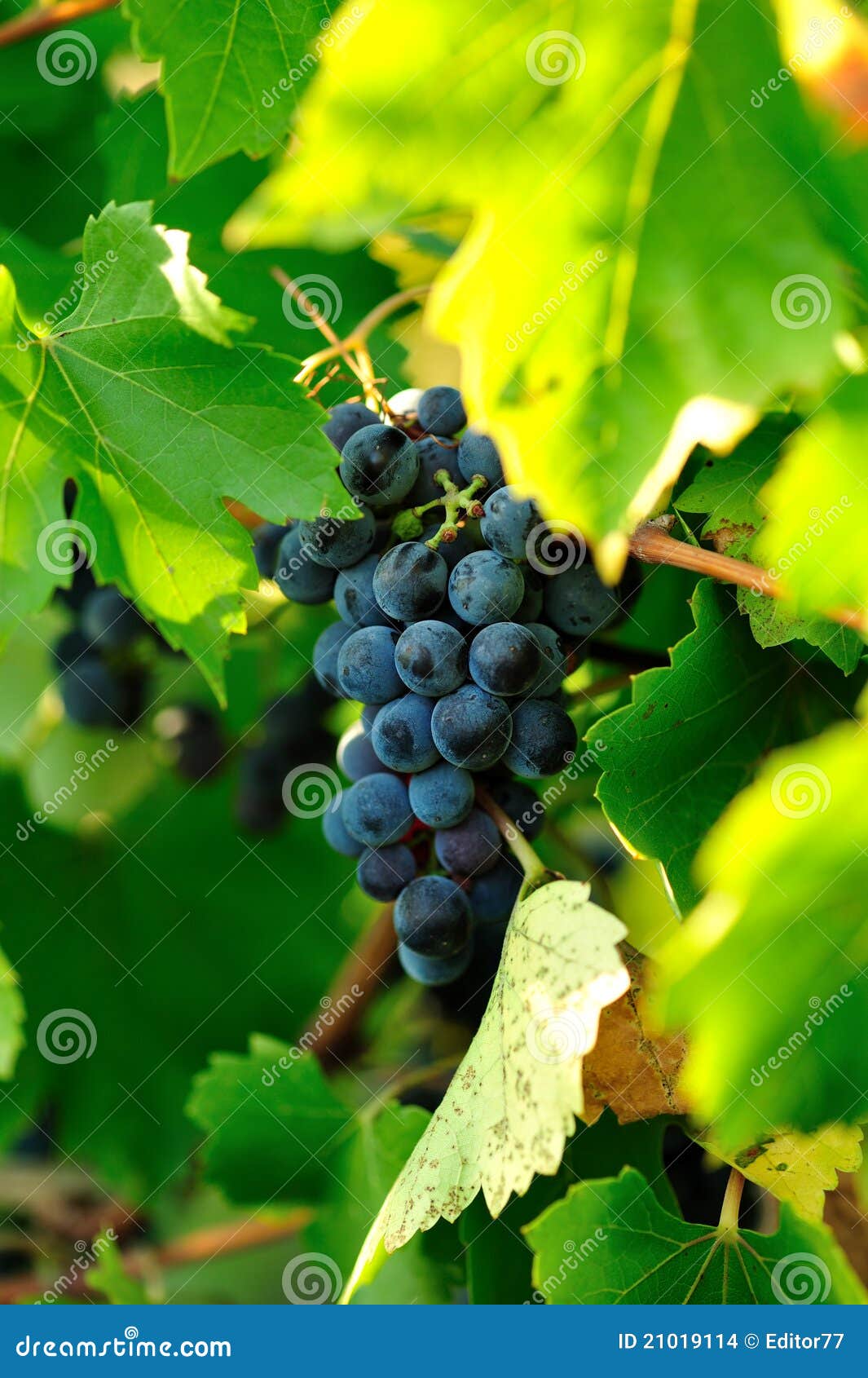 Raisin rouge photo stock. Image du baie, délicieux, fruits - 21019114