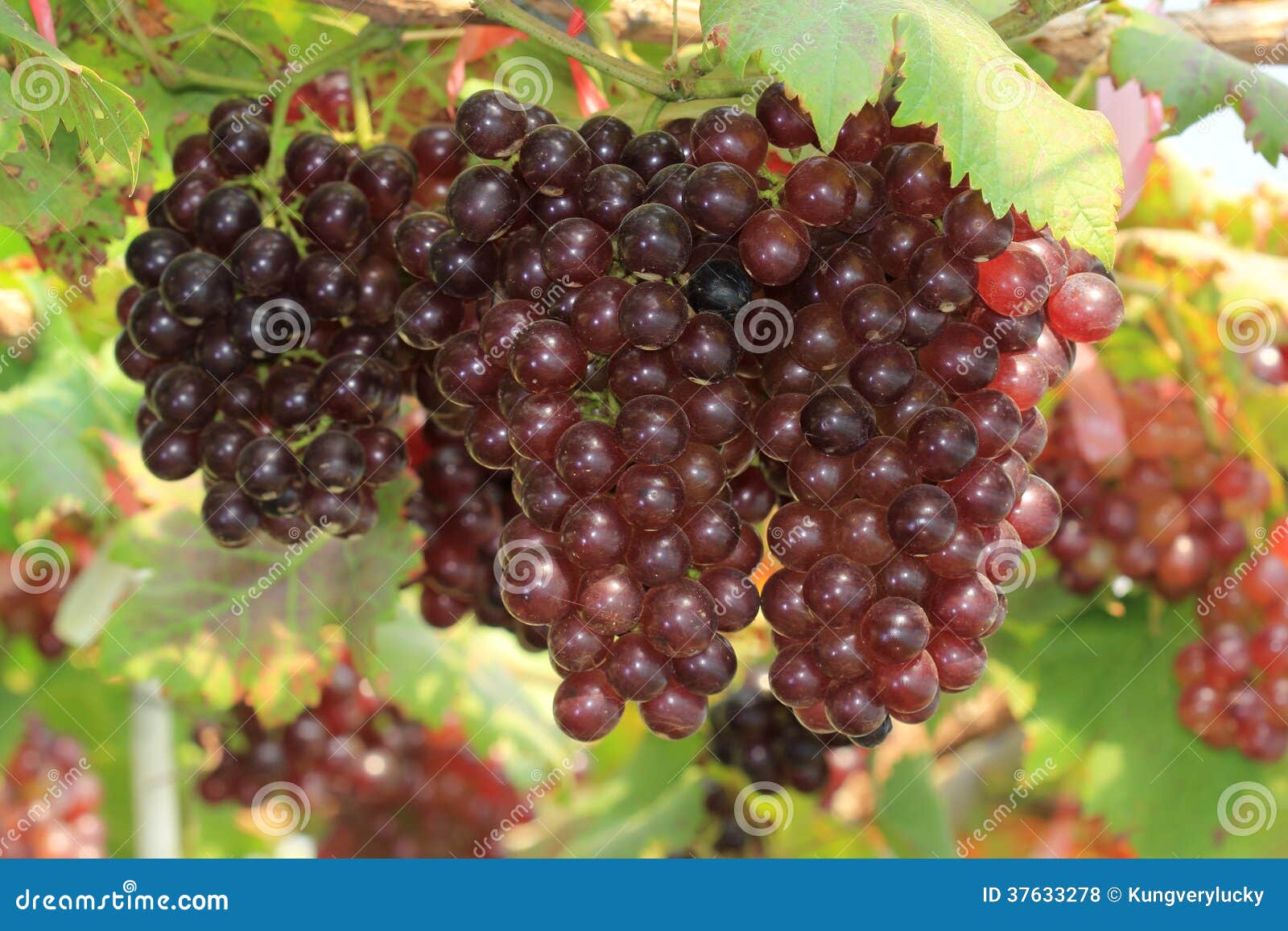 Raisin rouge de maturation photo stock. Image du coloré - 37633278