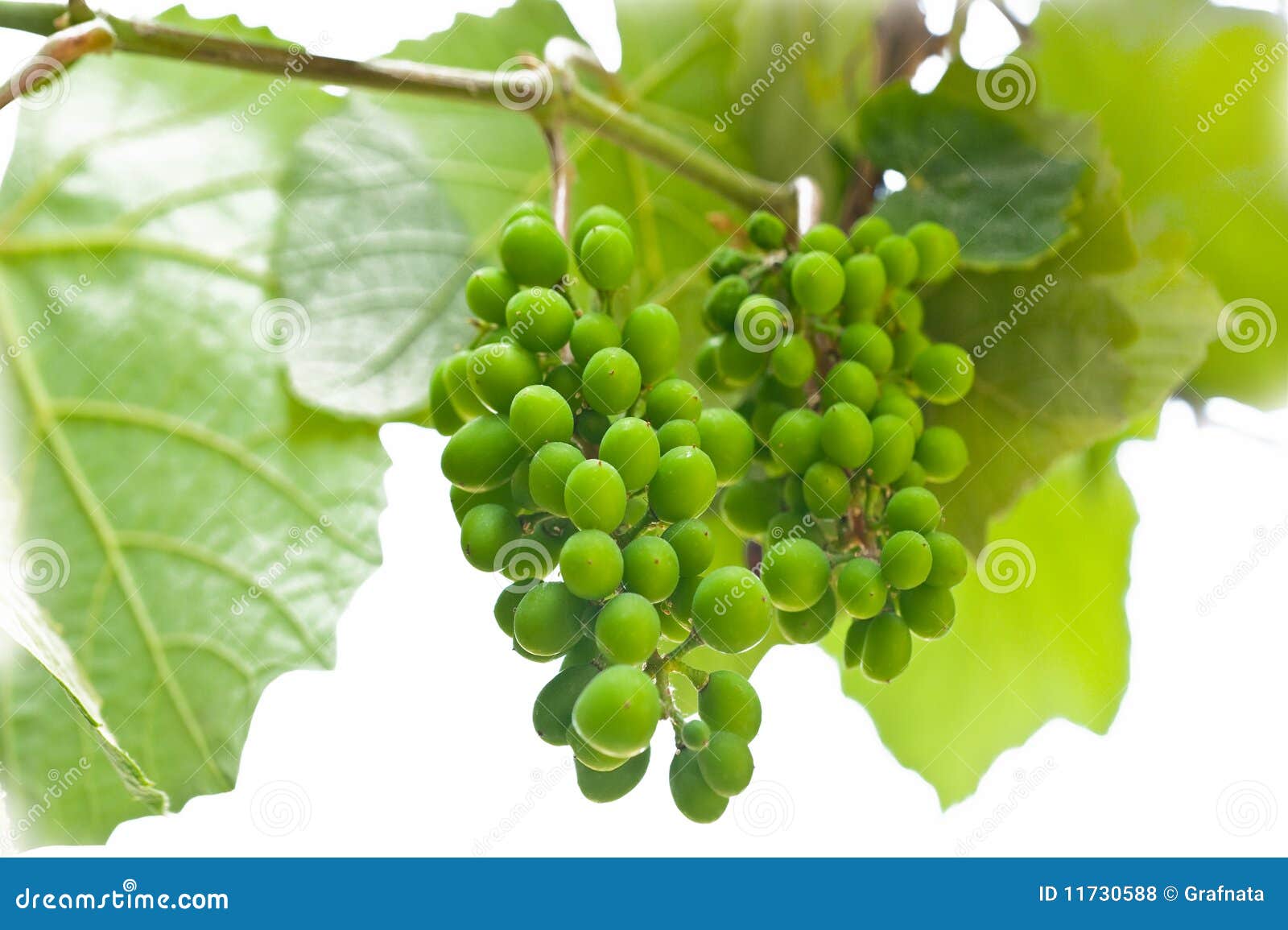 Raisin vert de maturation photo stock. Image du dessert - 11730588