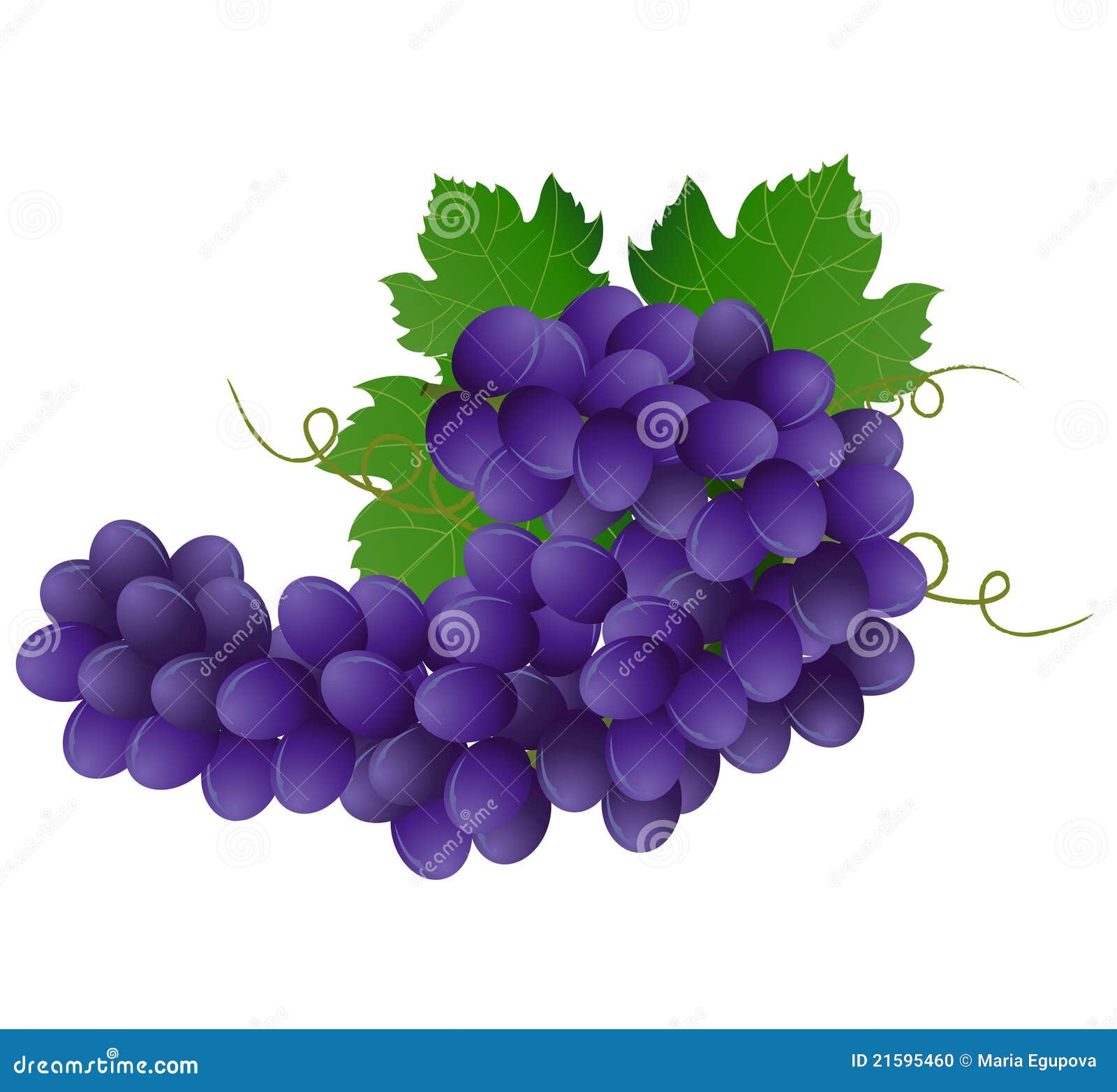 Raisin violet illustration de vecteur. Illustration du durée - 21595460