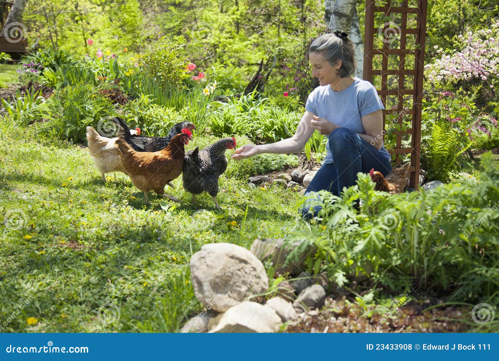 Raising Free-range Chickens Stock Photo - Image of animal, fowl: 23433908