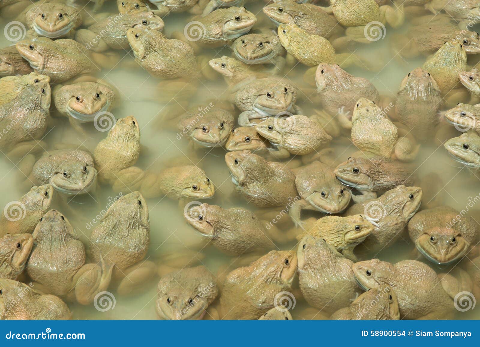 The raising frogs in pond stock photo. Image of color - 58900554