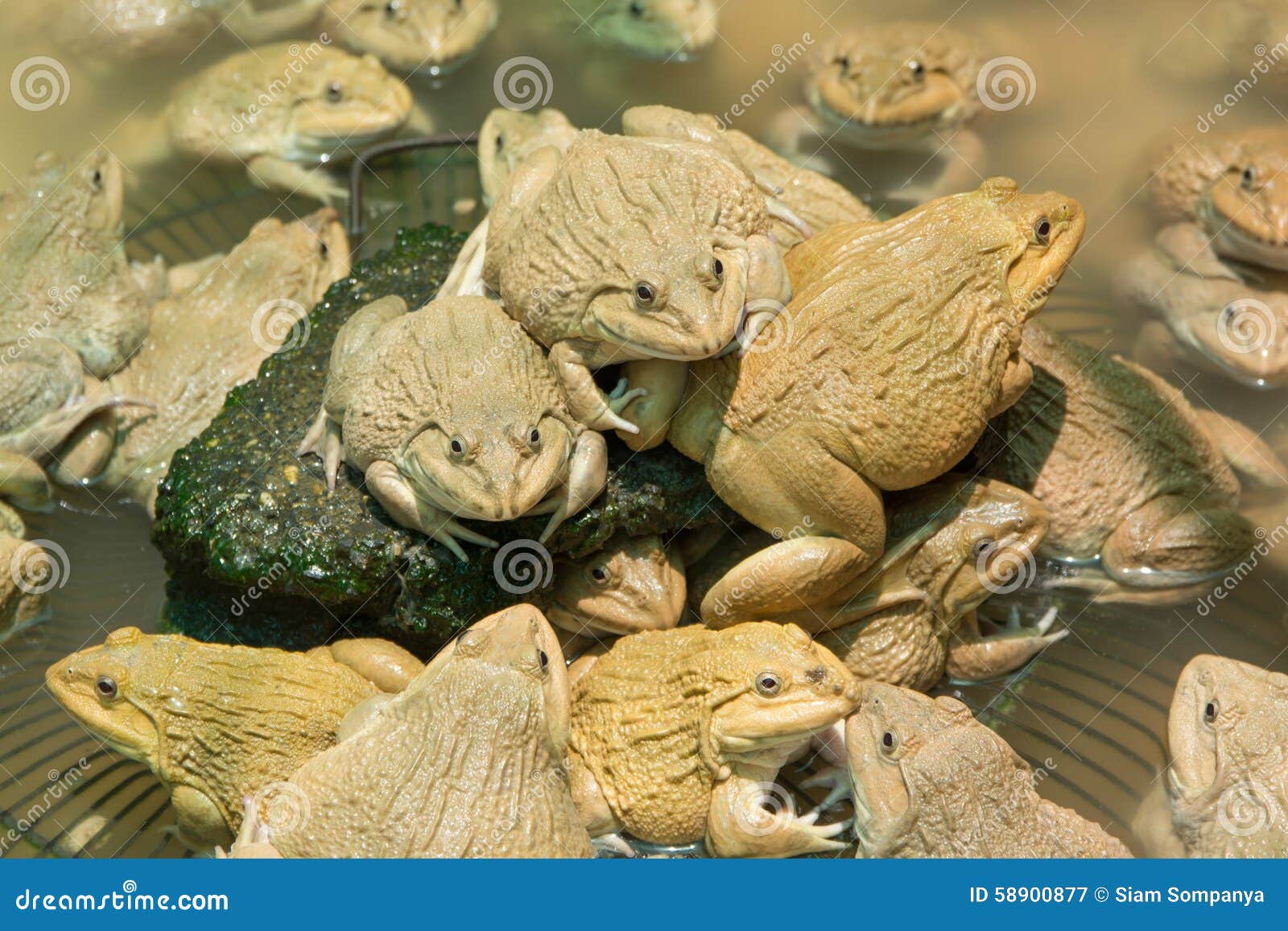 The raising frogs in pond stock image. Image of farm - 58900877