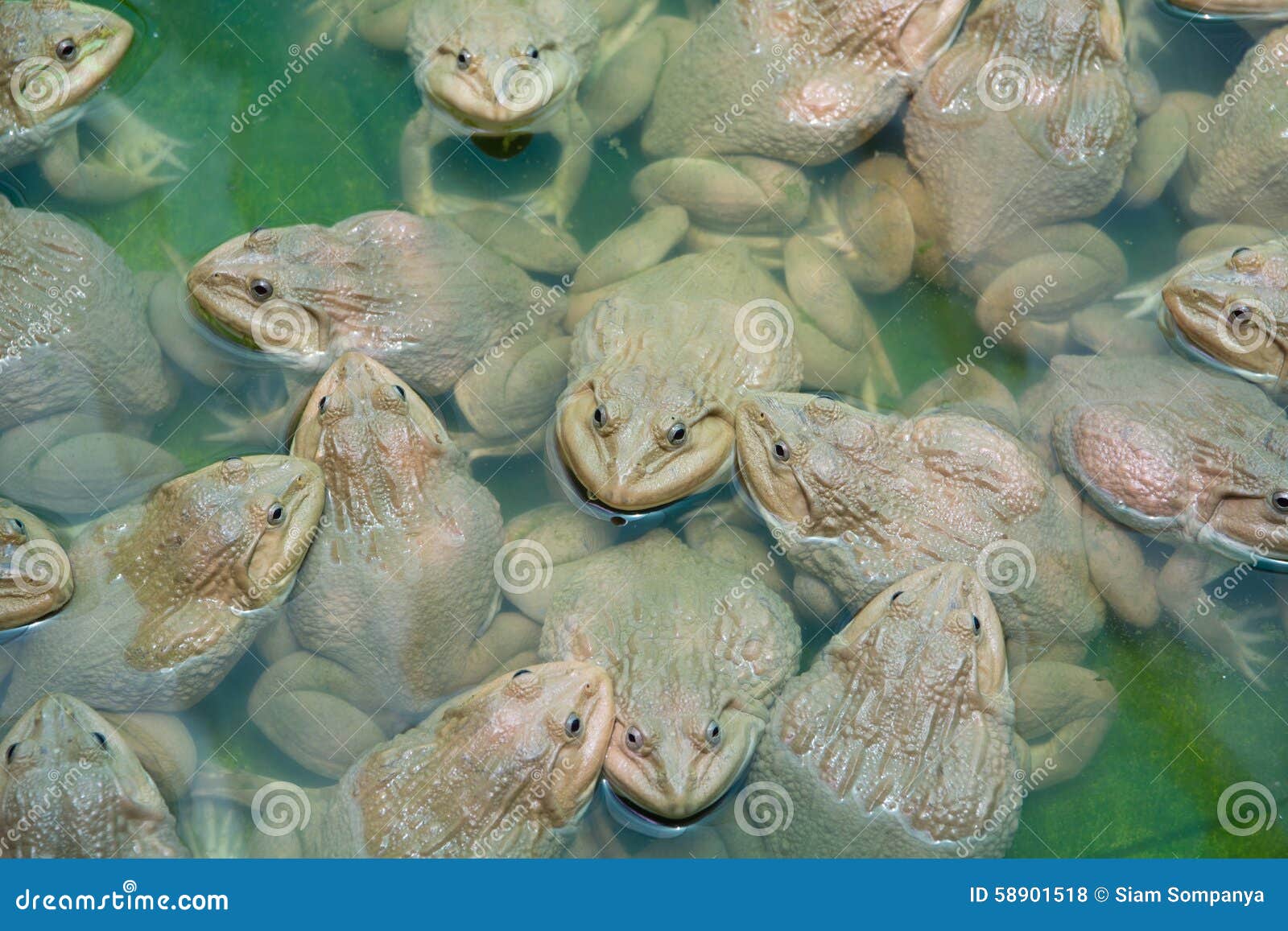 The raising frogs in pond stock photo. Image of farm - 58901518