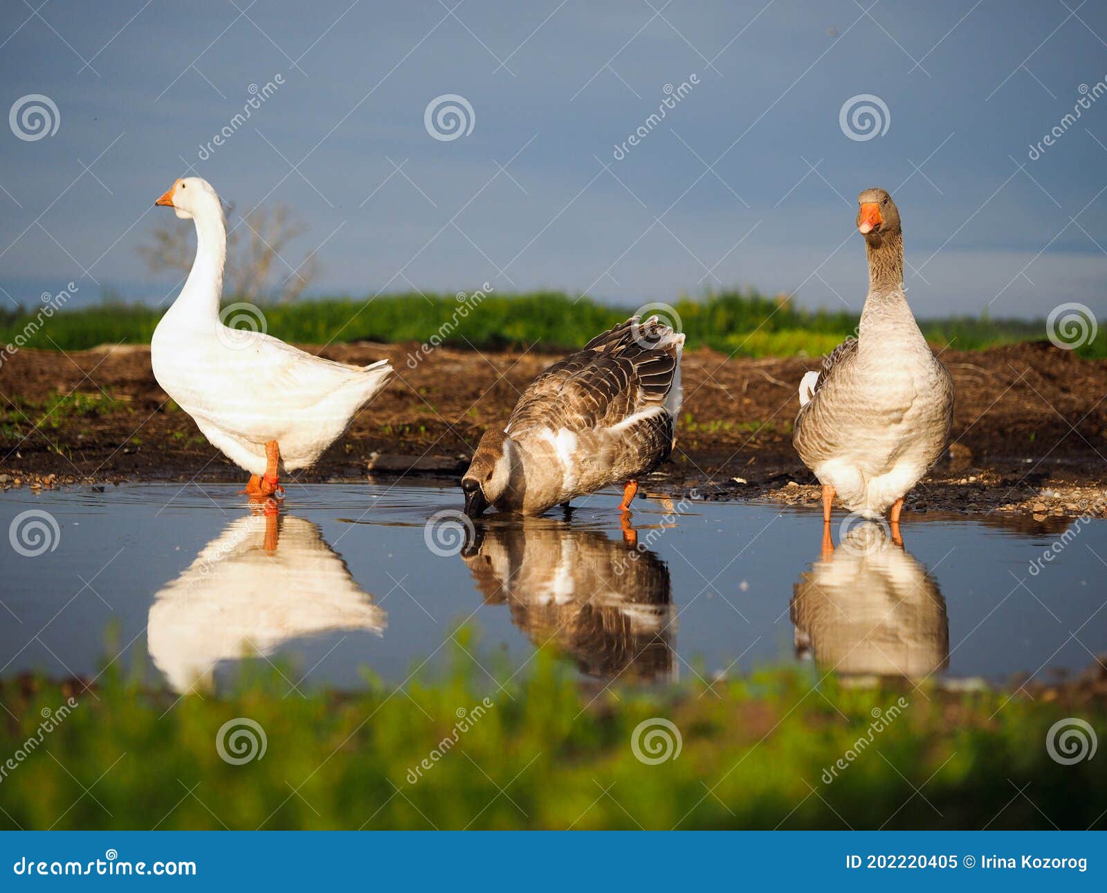 Raising geese on a farm stock image. Image of birds - 202220405