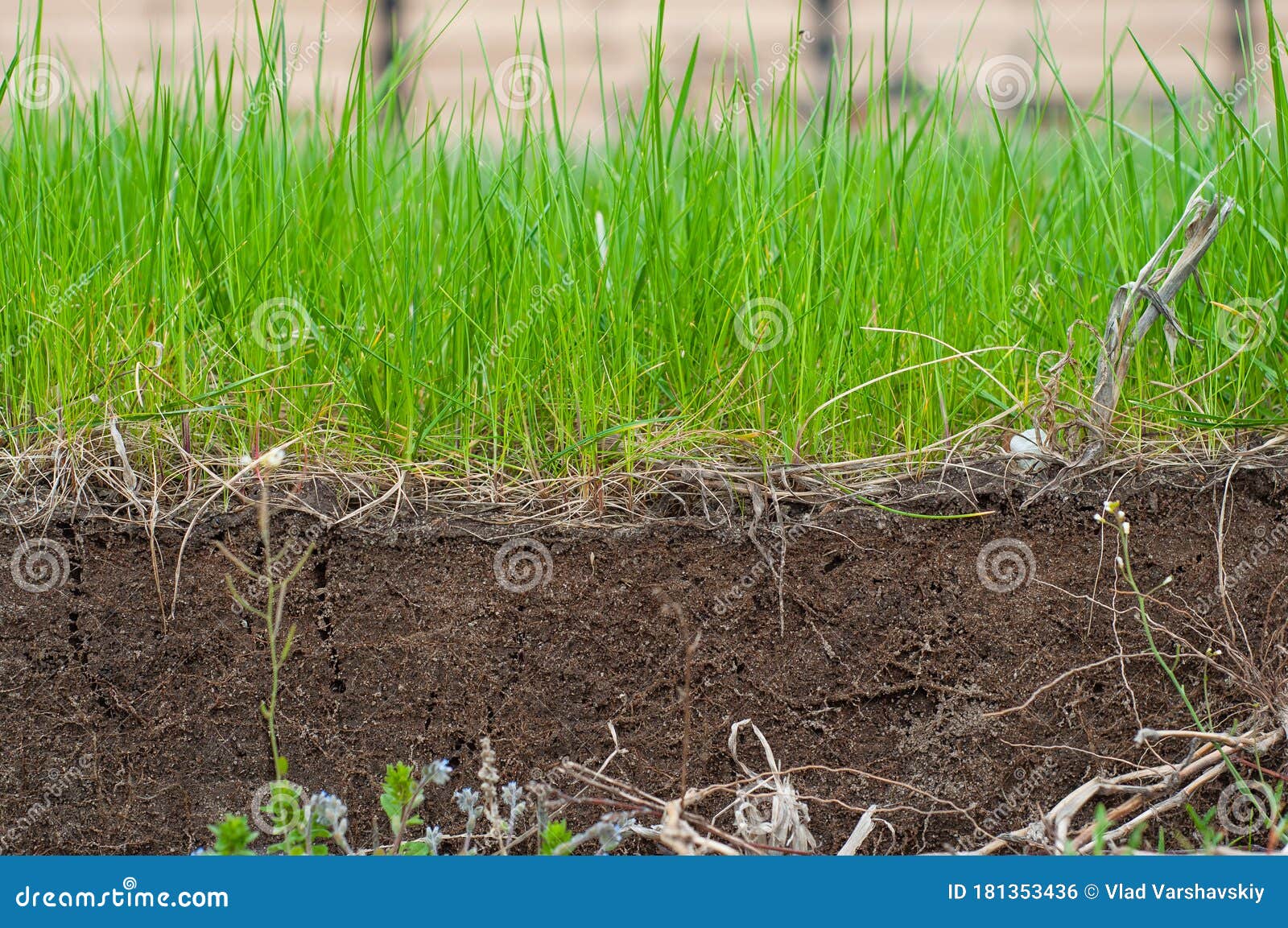 Raising the Ground Level and Planting a Fresh Lawn Stock Photo - Image ...