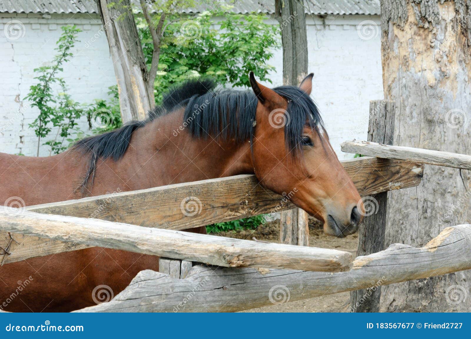 Raising Horses on a Rural Farm Stock Image - Image of rural, snow ...