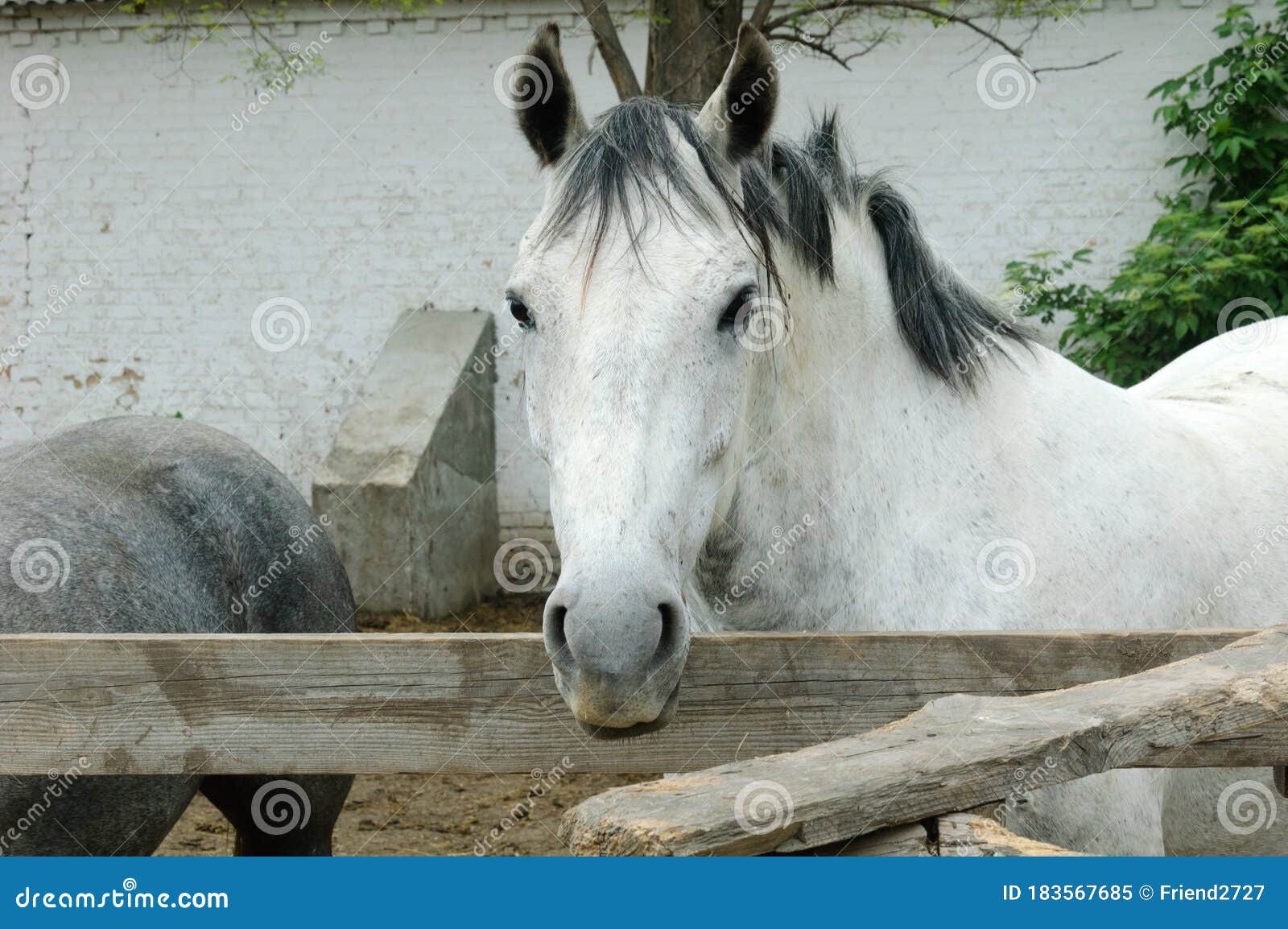 Raising Horses on a Rural Farm Stock Image - Image of farm, love: 183567685