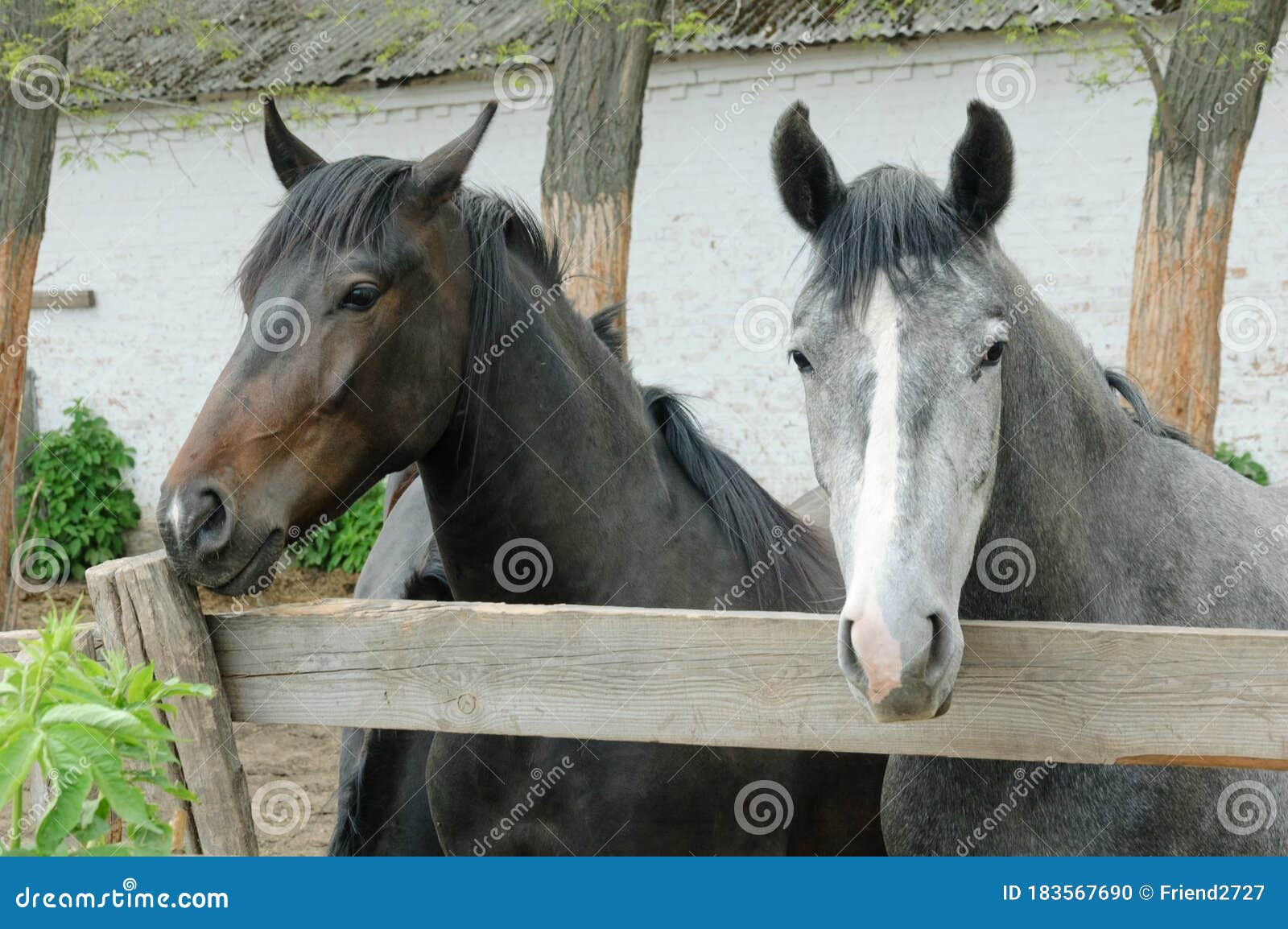 Raising Horses on a Rural Farm Stock Photo - Image of animal, walking ...