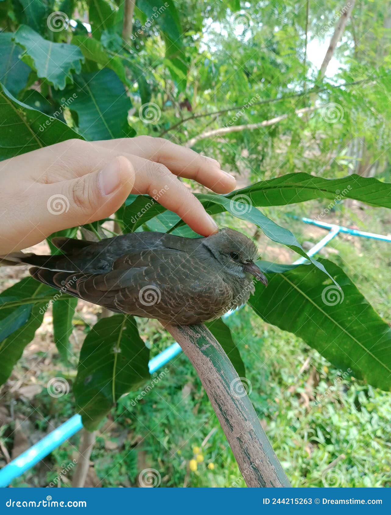 Raising Javanese Doves stock image. Image of bird, reptile - 244215263