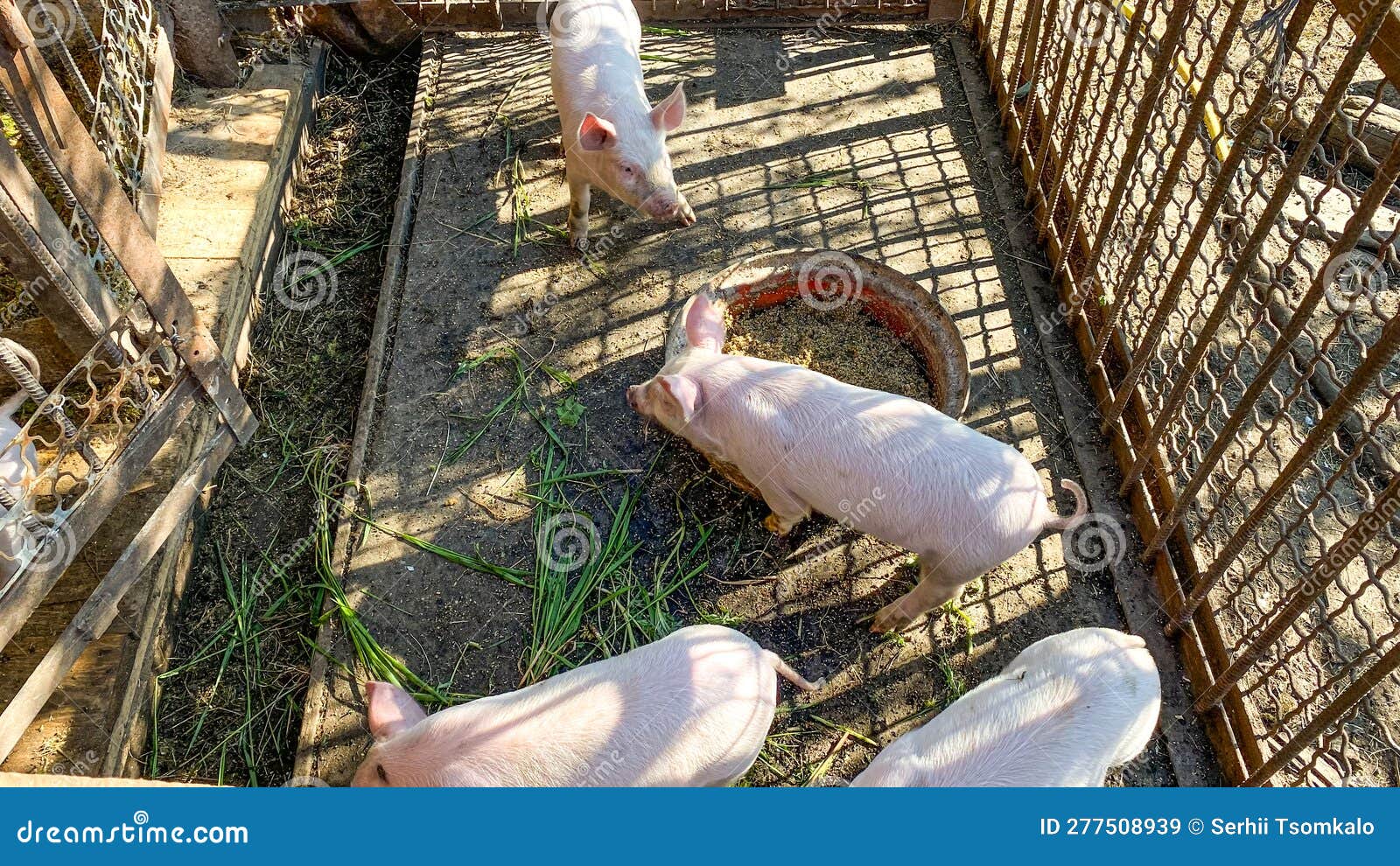 Raising pigs on a farm stock image. Image of barn, feed - 277508939