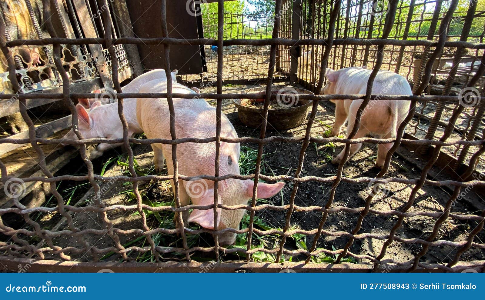 Raising pigs on a farm stock image. Image of outdoors - 277508943