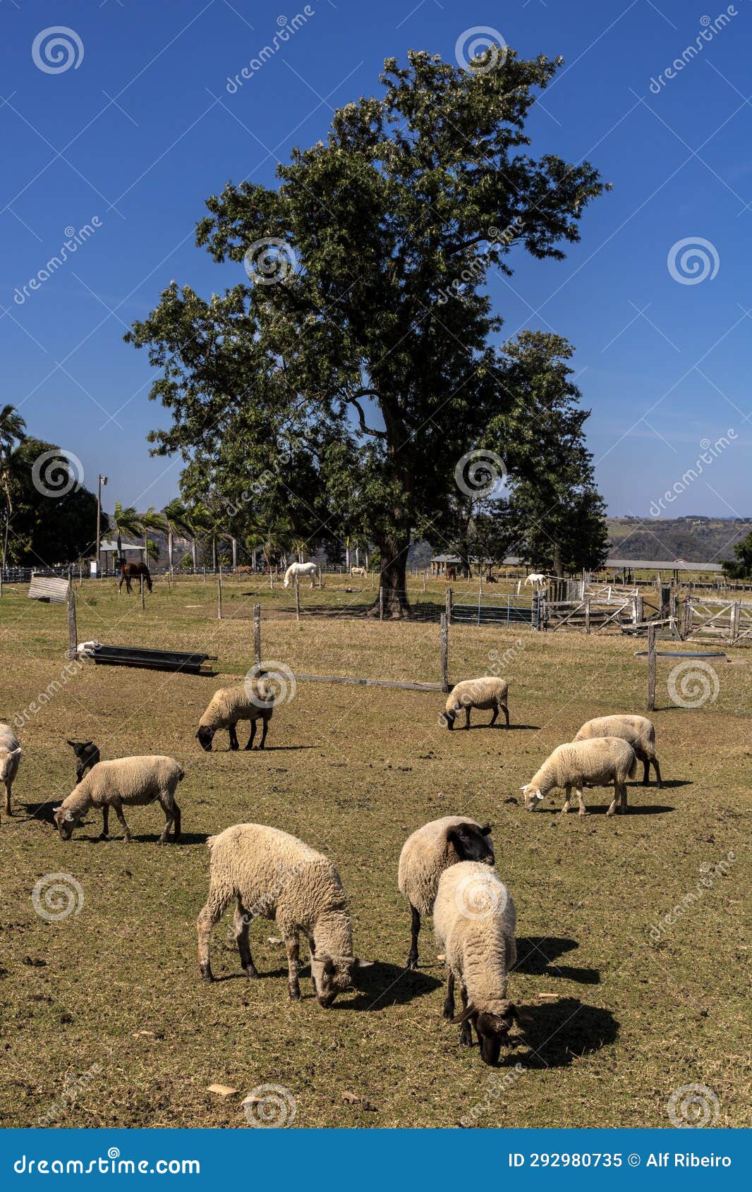 Raising Sheep in Confinement on a Farm Stock Image - Image of animal ...