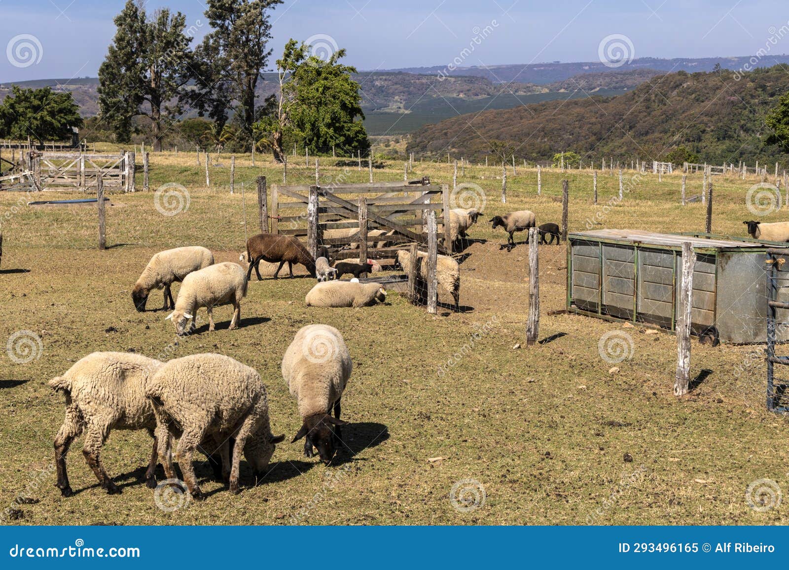 Raising Sheep in Confinement on a Farm Stock Image - Image of group ...