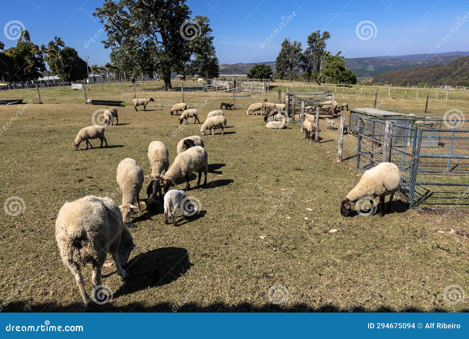 Raising Sheep in Confinement on a Farm Stock Photo - Image of ...