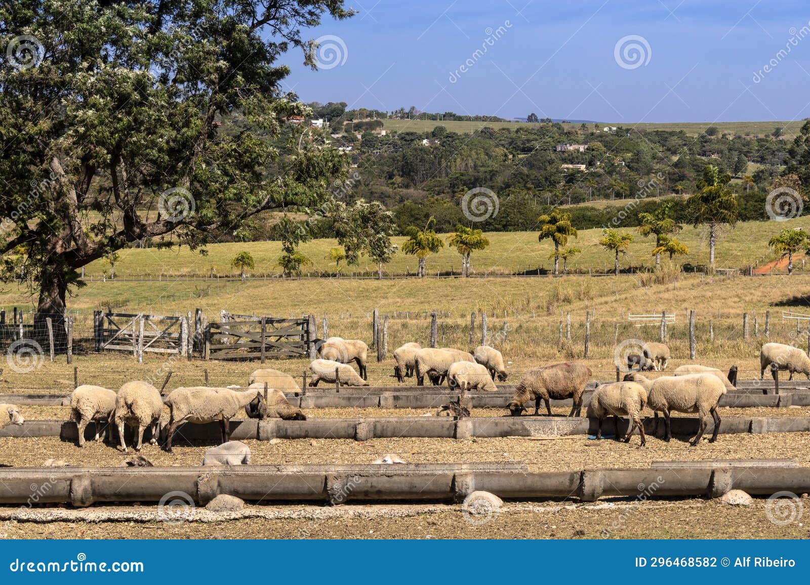 Raising Sheep in Confinement on a Farm Stock Photo - Image of flock ...