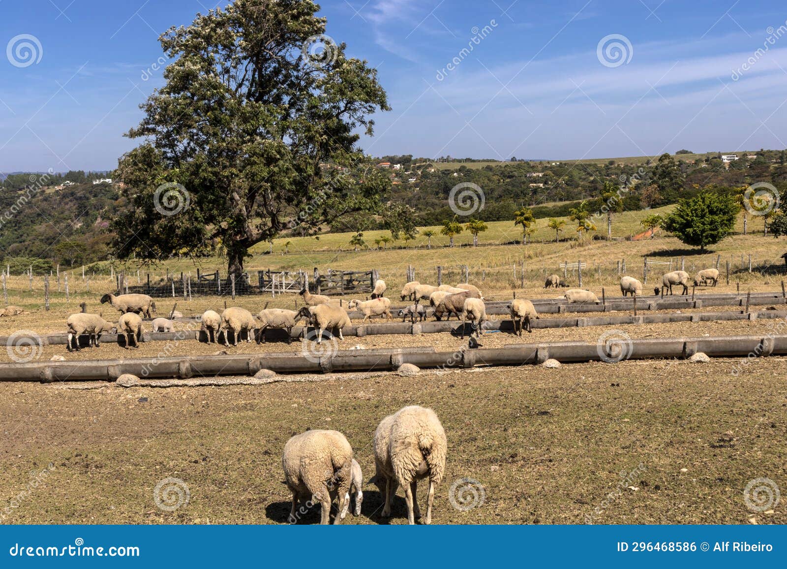 Raising Sheep in Confinement on a Farm Stock Photo - Image of fresh ...