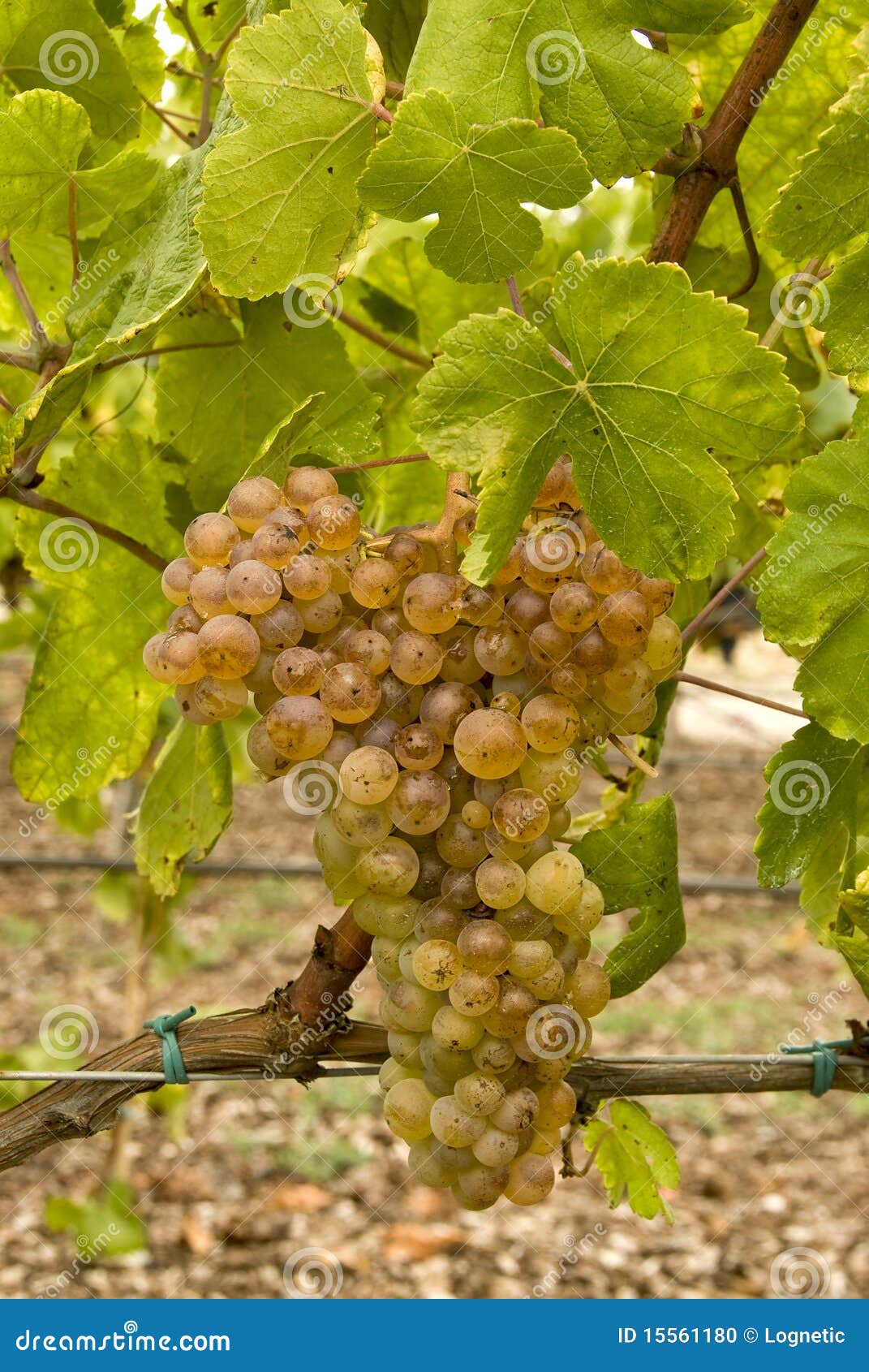 Raisins blancs photo stock. Image du produit, batterie - 15561180