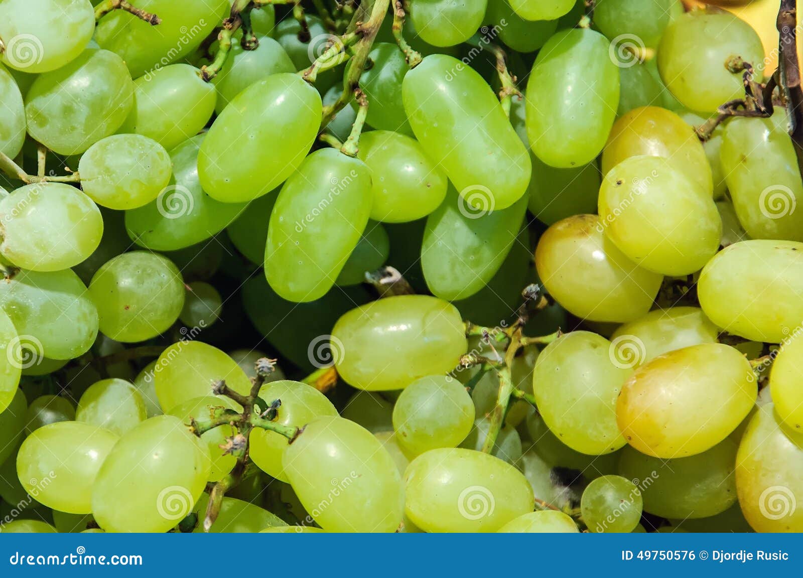 Raisins blancs photo stock. Image du sunlight, lumière - 49750576