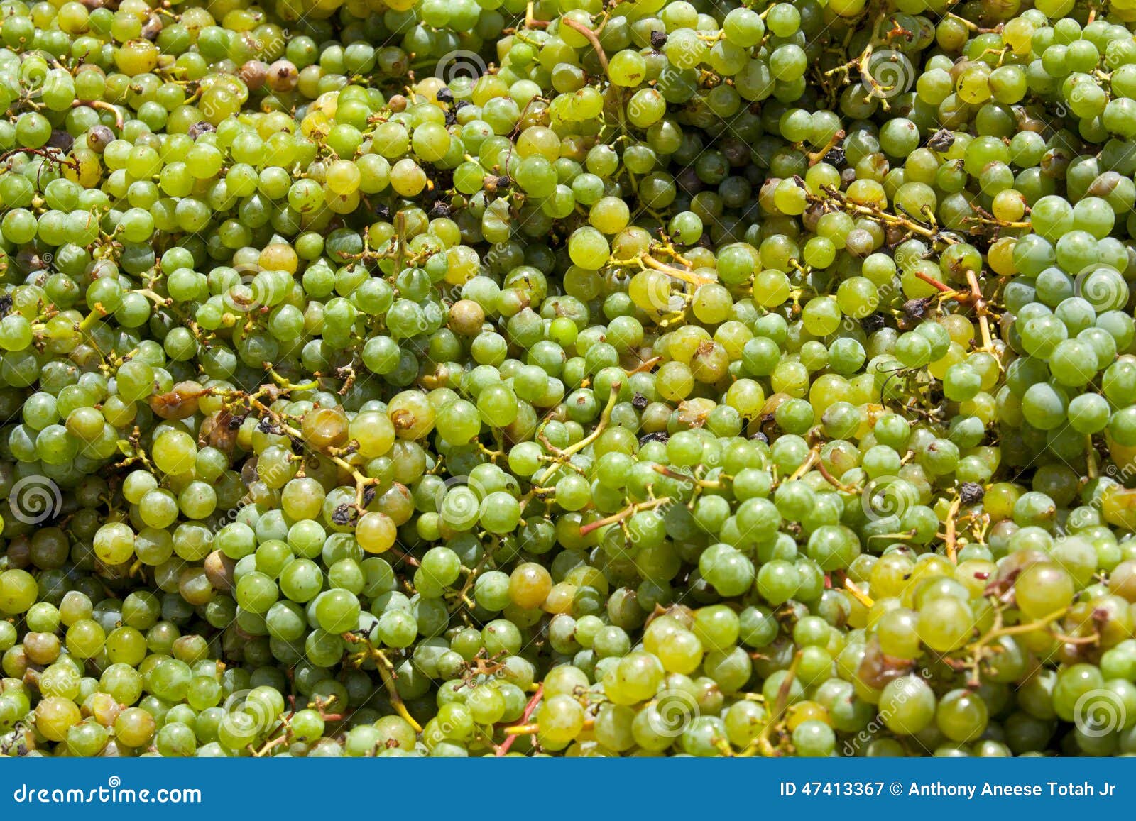 Raisins (blancs) de Muscat image stock. Image du sain - 47413367