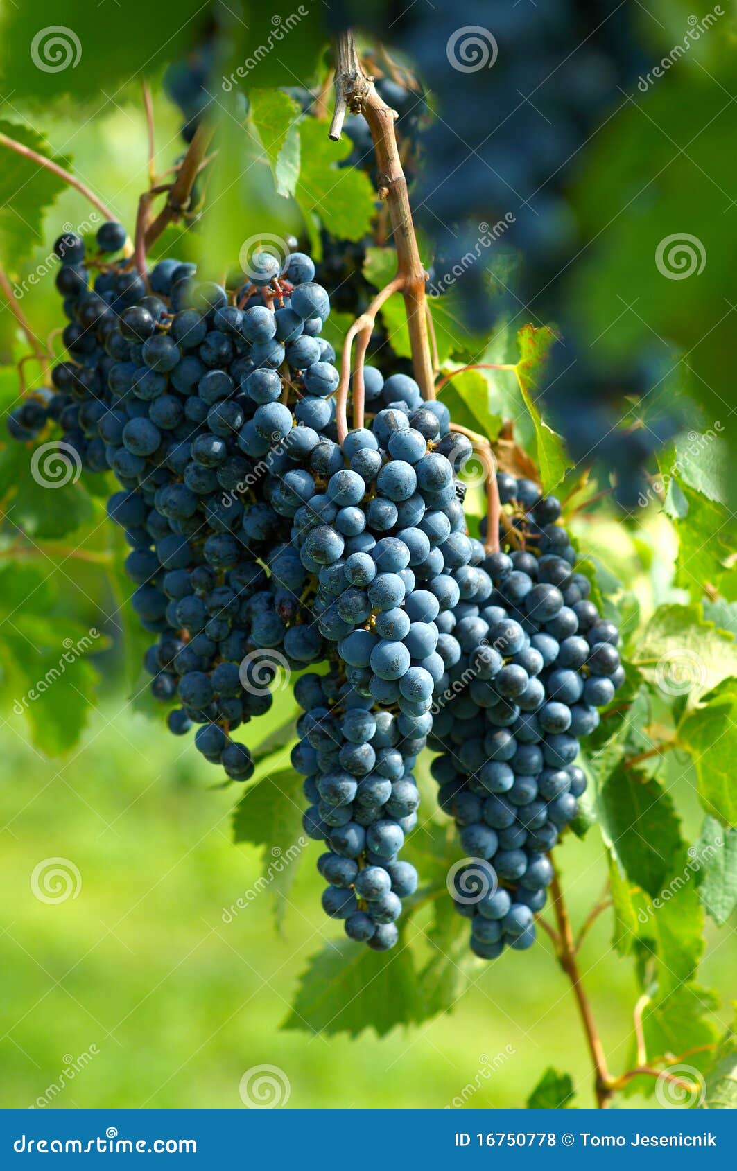 Raisins bleus photo stock. Image du agriculture, lame - 16750778