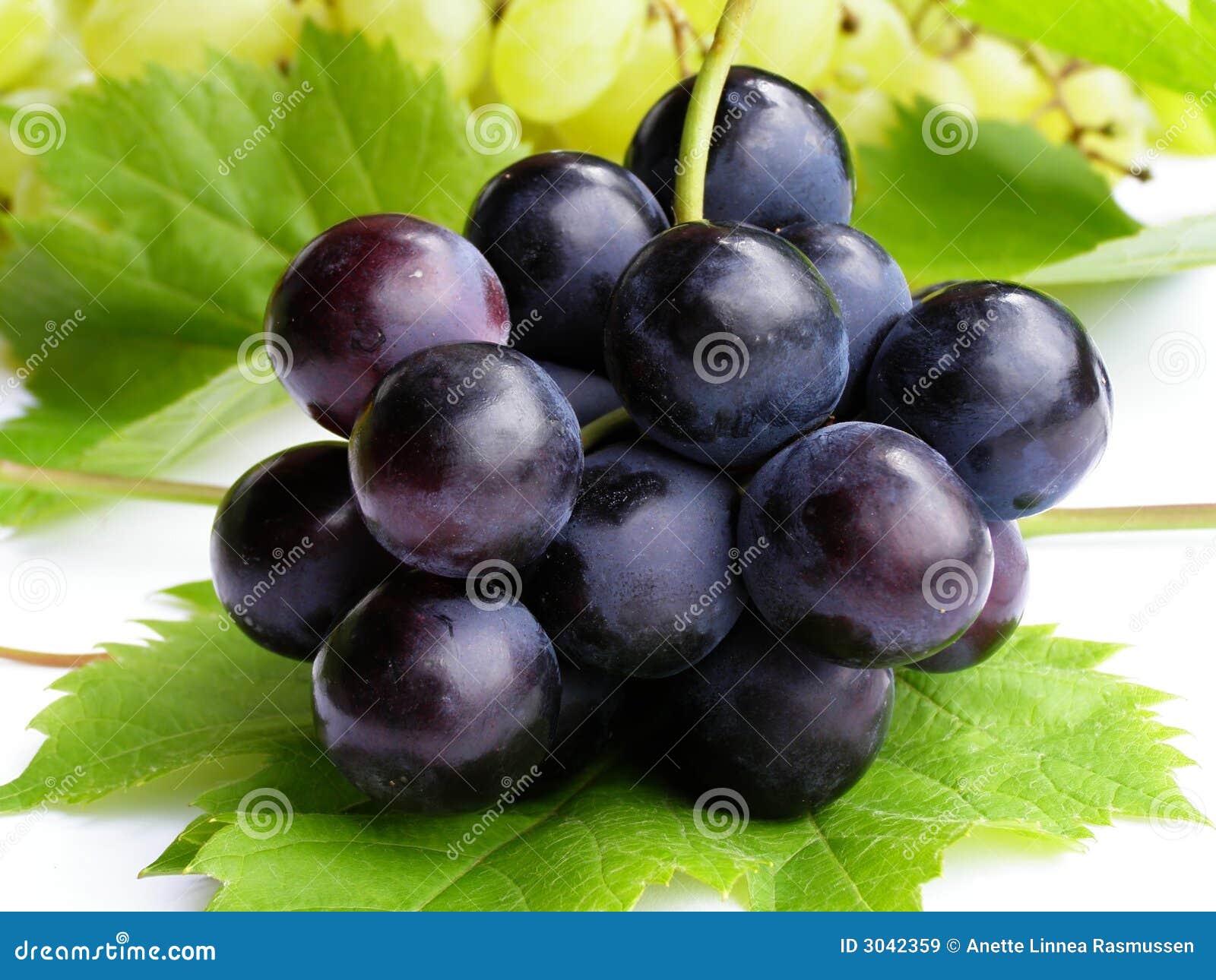 Raisins bleus image stock. Image du fruits, pourpré, normal - 3042359