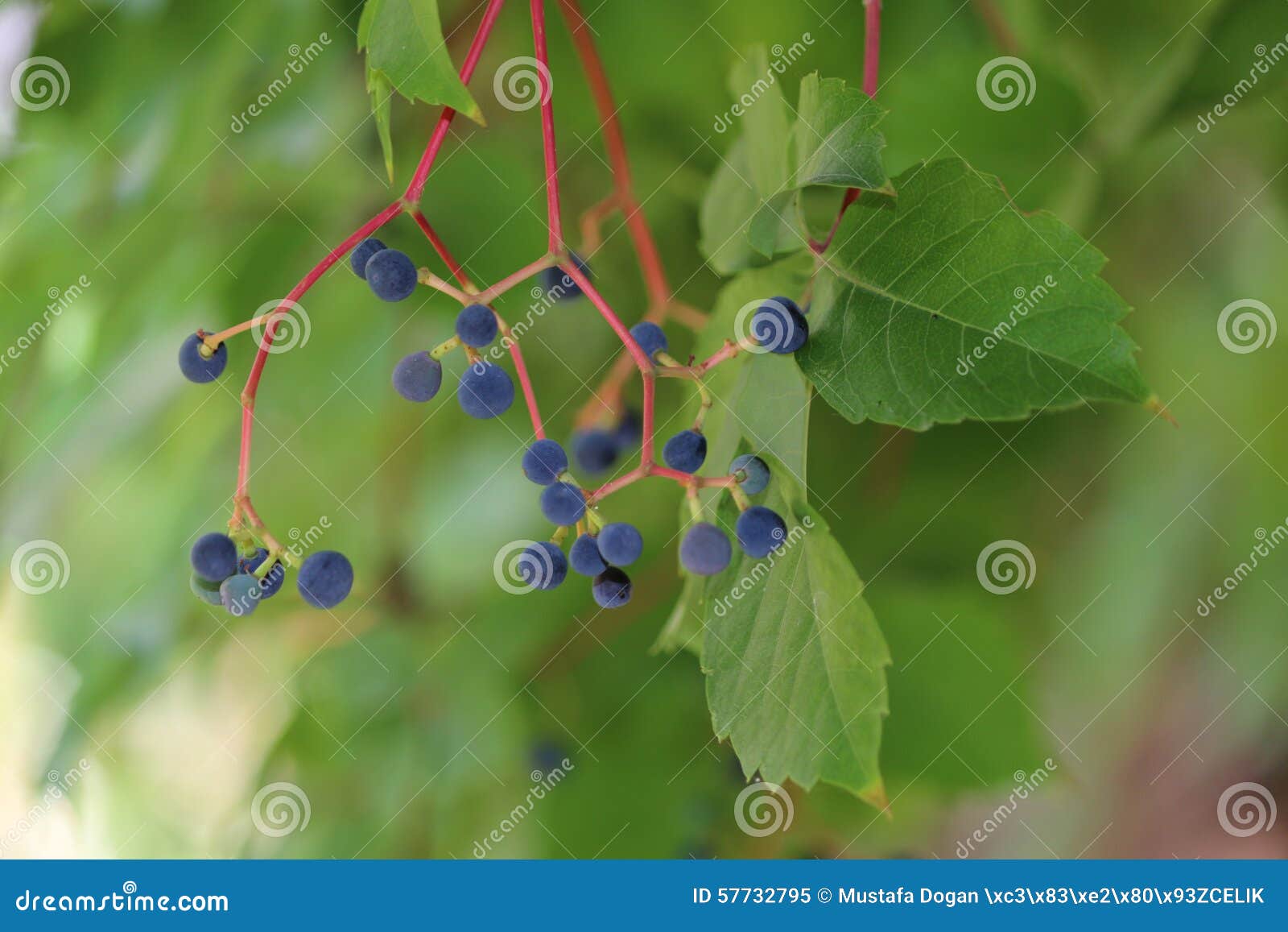 Raisins bruts sur l'arbre image stock. Image du noir - 57732795