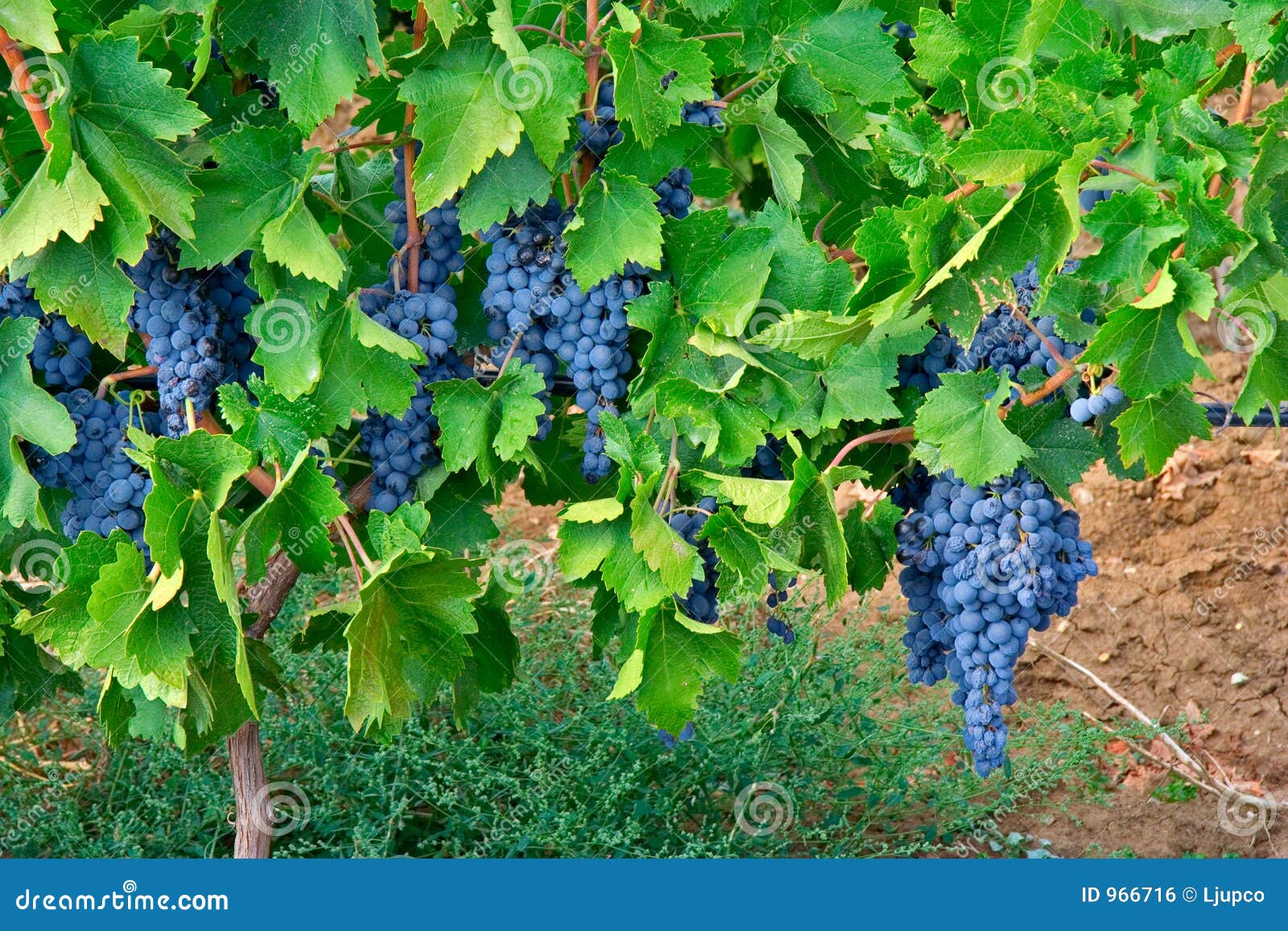 Raisins dans une vigne photo stock. Image du dessert, agriculture - 966716