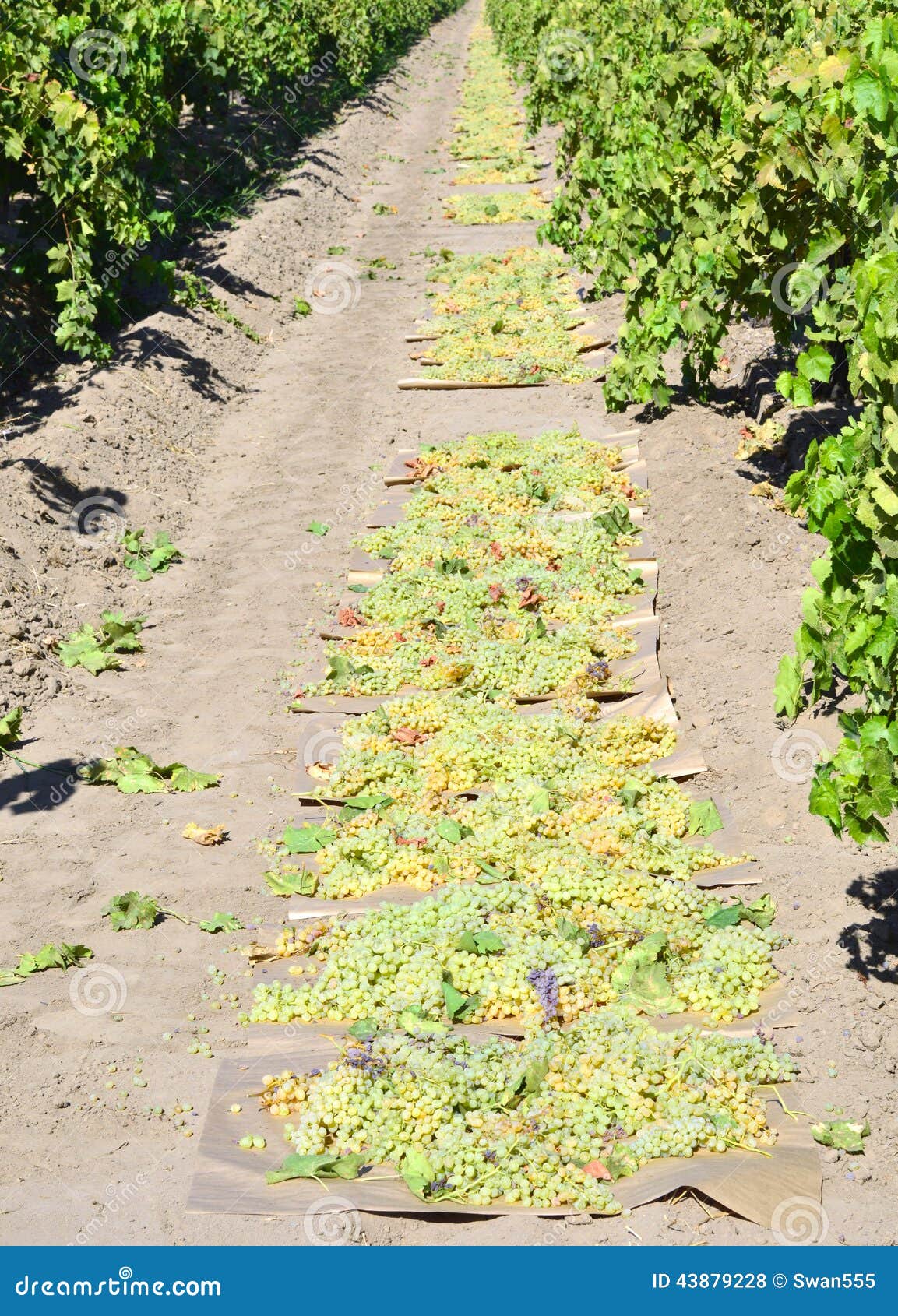 Raisins. stock photo. Image of grapes, cleaners, nets - 43879228