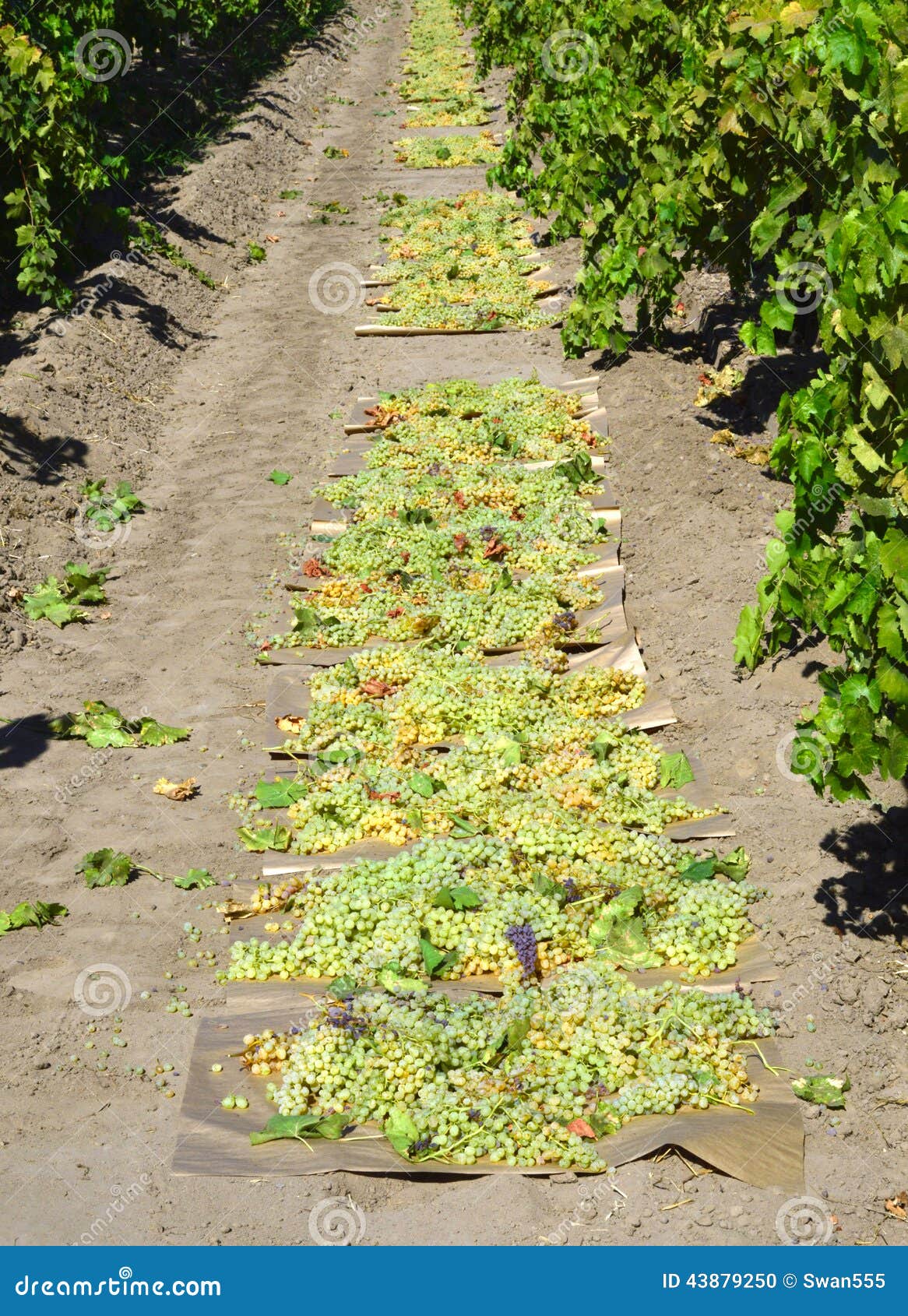 Raisins. stock photo. Image of food, field, purple, america - 43879250